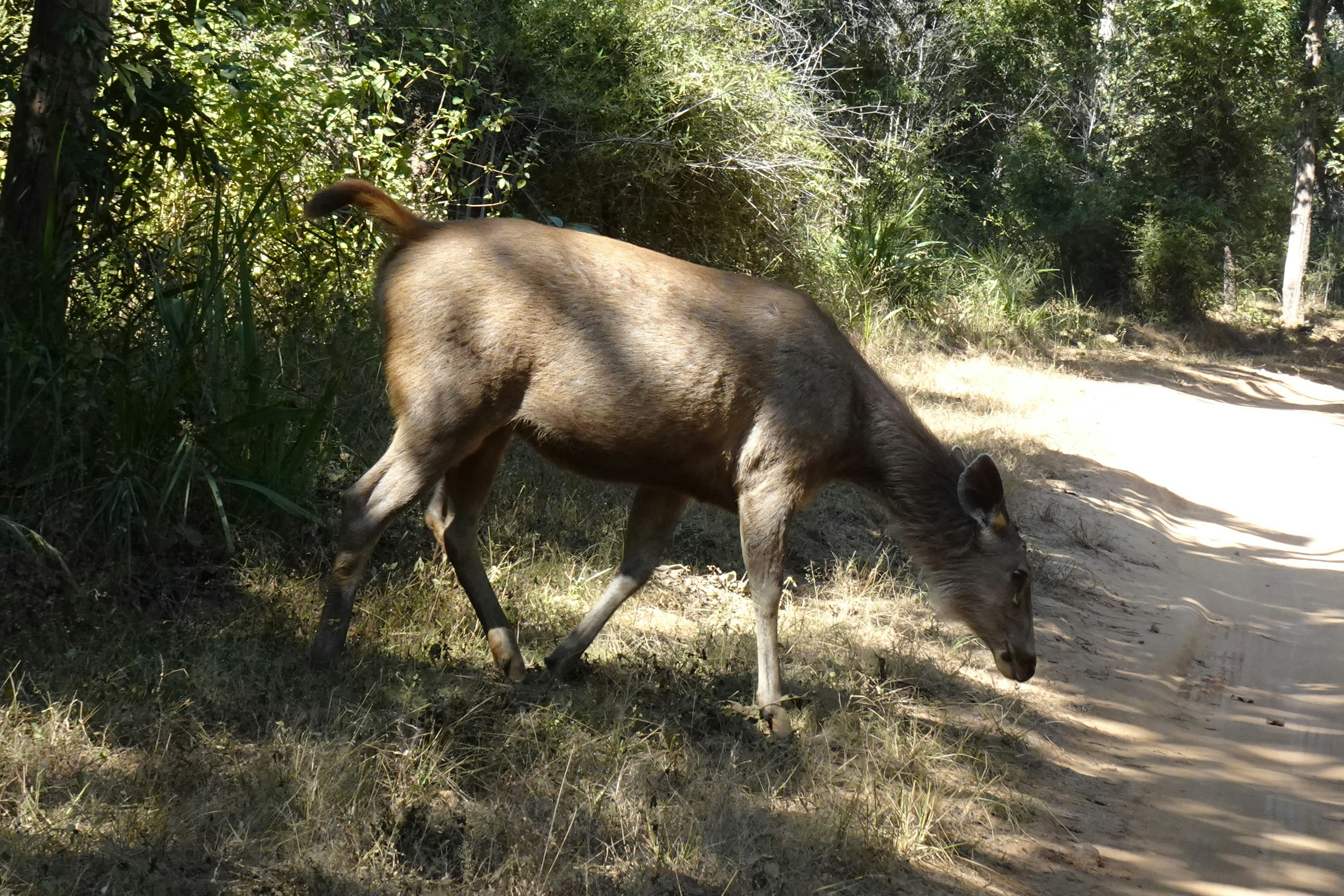 A deer grazes along a sunlit dirt road through a leafy woodland, casting long shadows across the path.