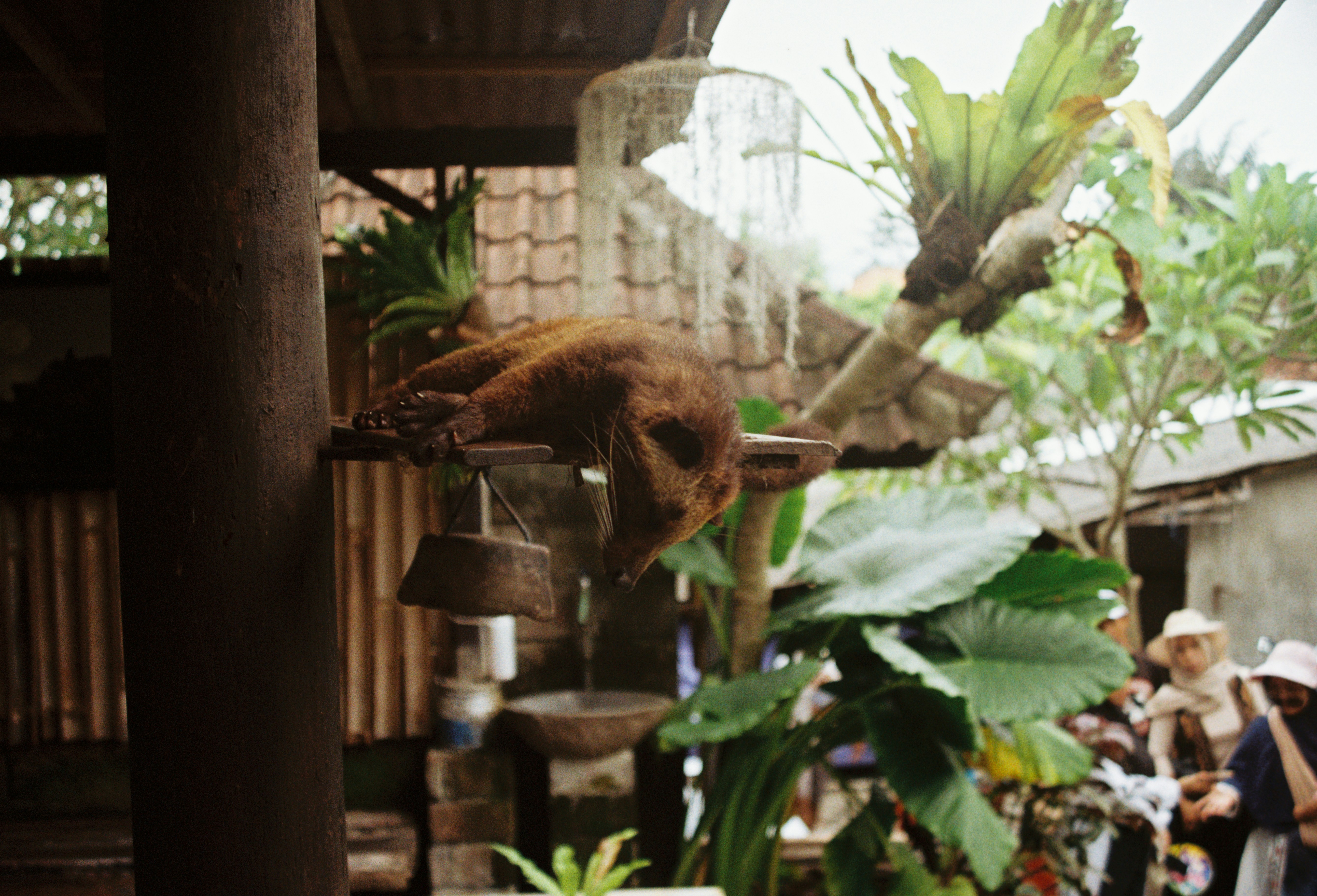Foto Un mono colgando boca abajo de un árbol – Imagen Bali gratis en ...