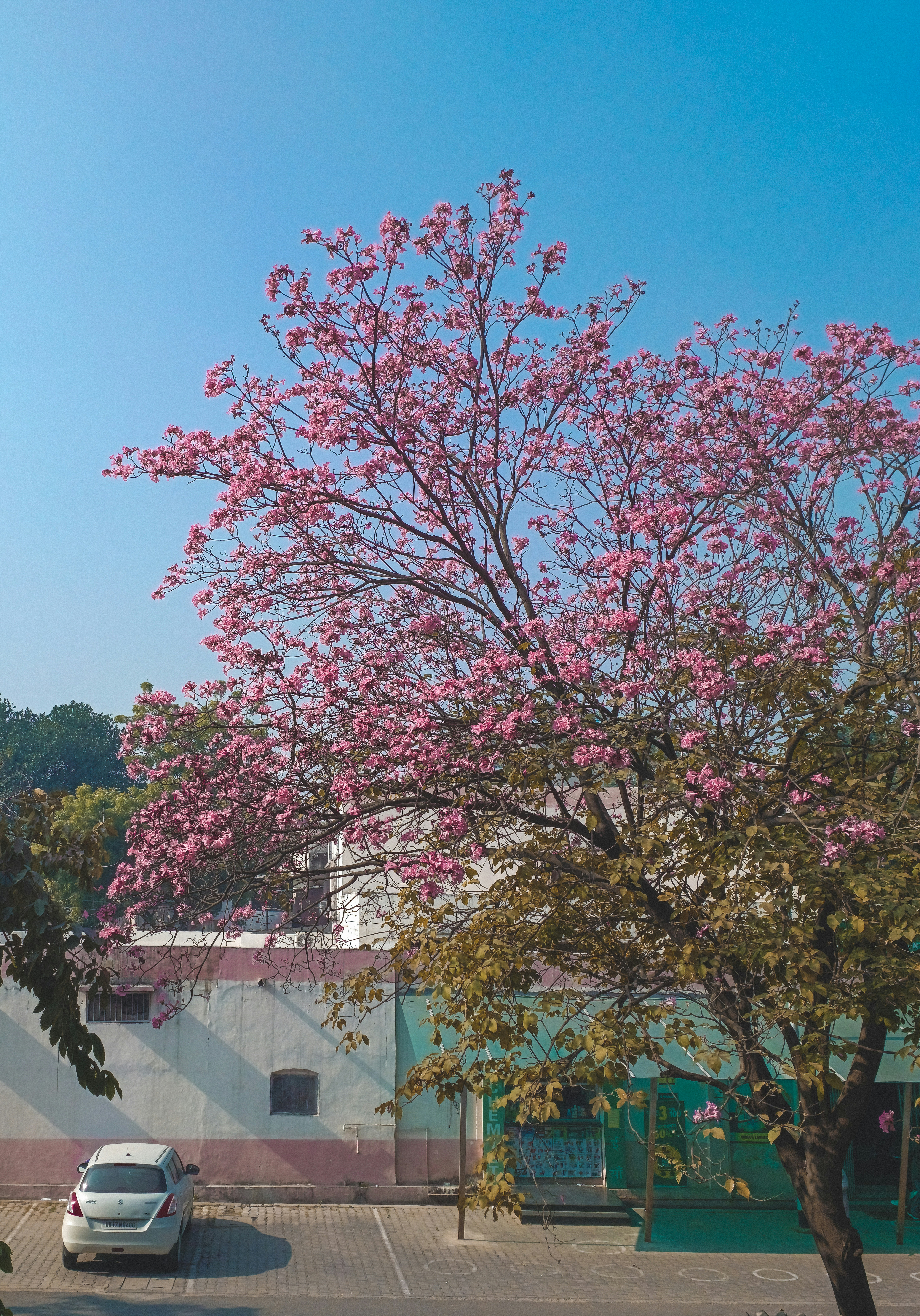 Vibrant pink blossoms adorn a tree, contrasting against a clear blue sky and a serene urban backdrop. The scene captures the essence of spring's renewal.