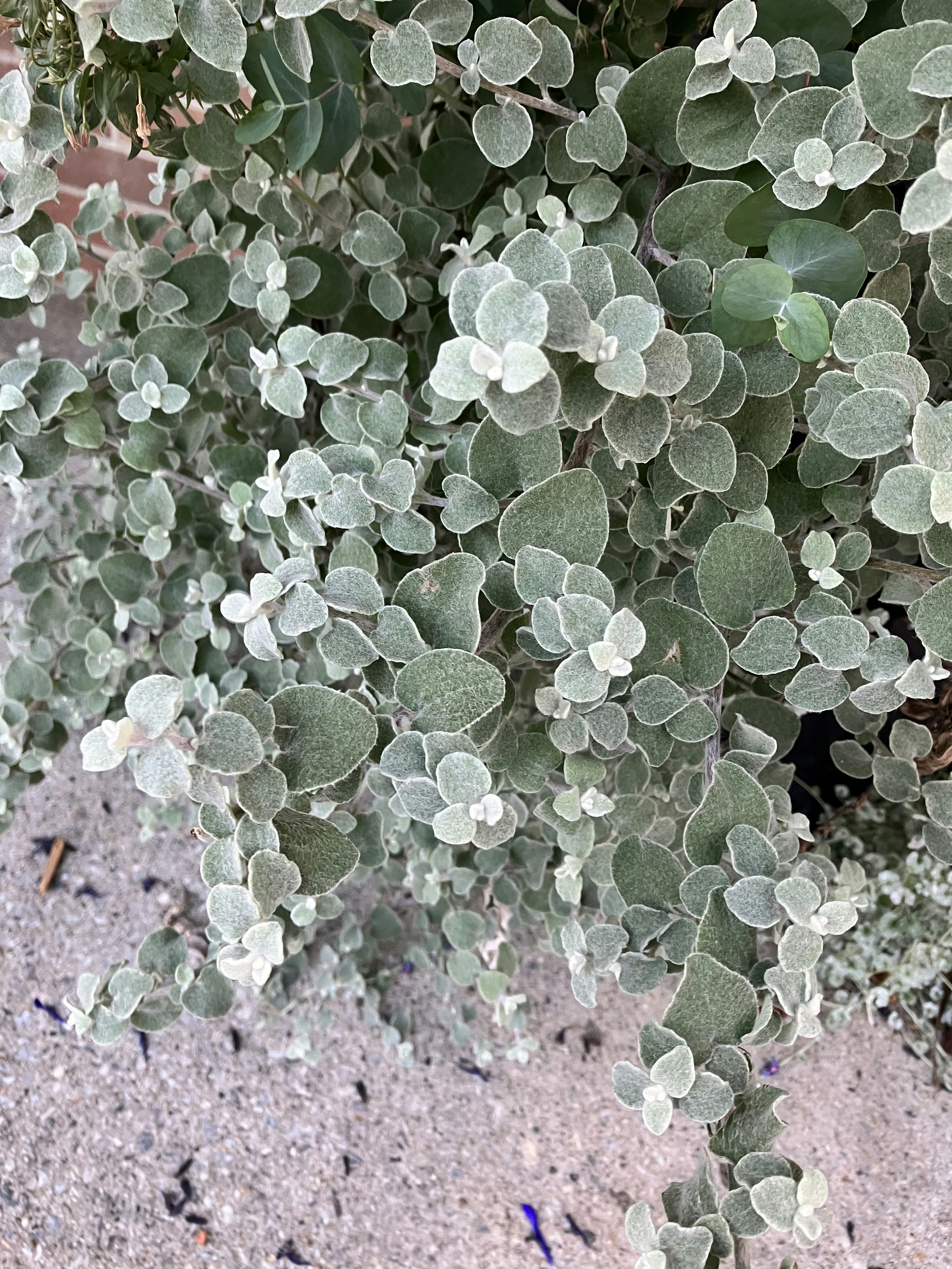 Dusty Velvet Carpet: Close-Up of Silvery, Round-Foliage