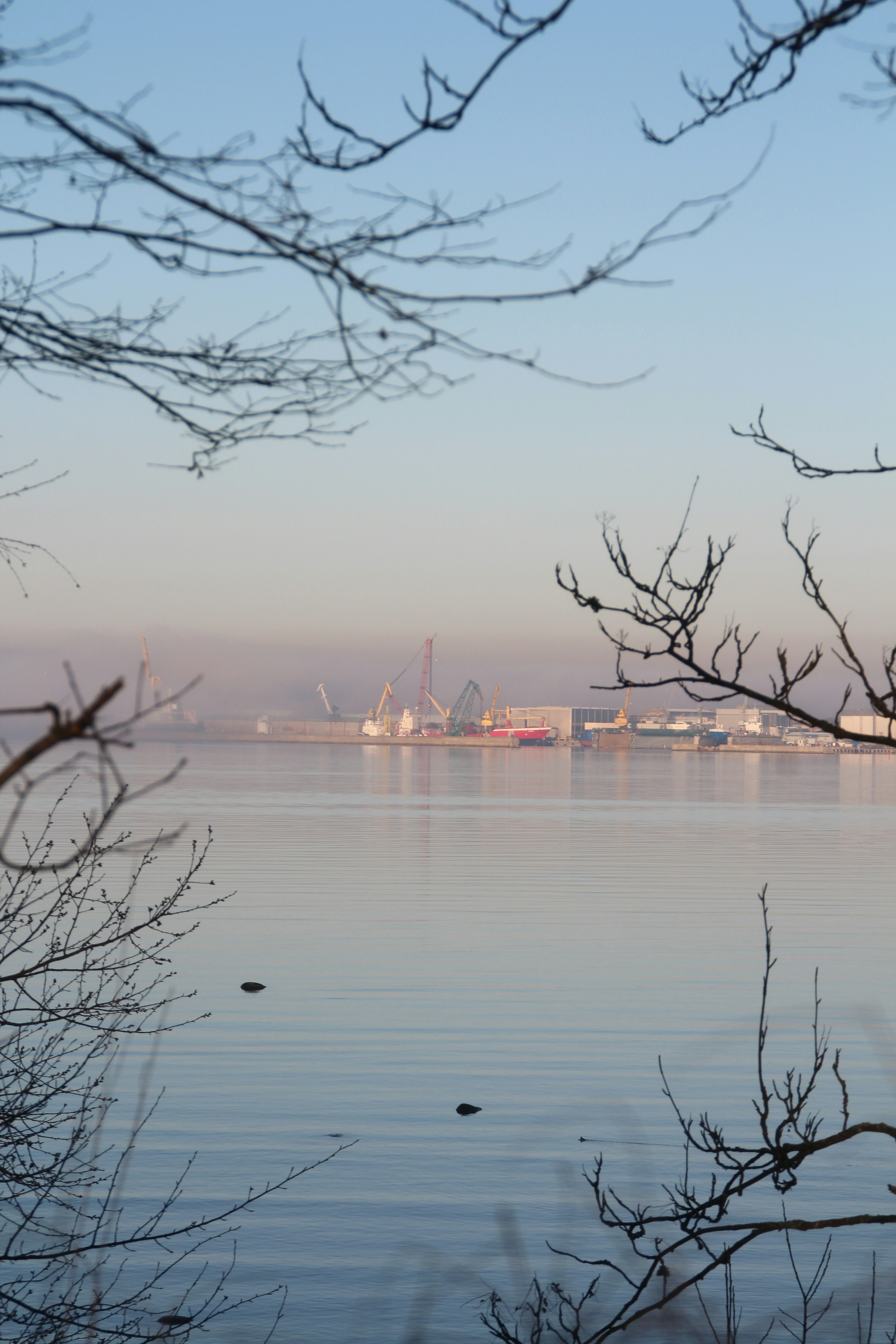 Horizon Crane Vista: Harbor Silhouette Framed by Bare Branches