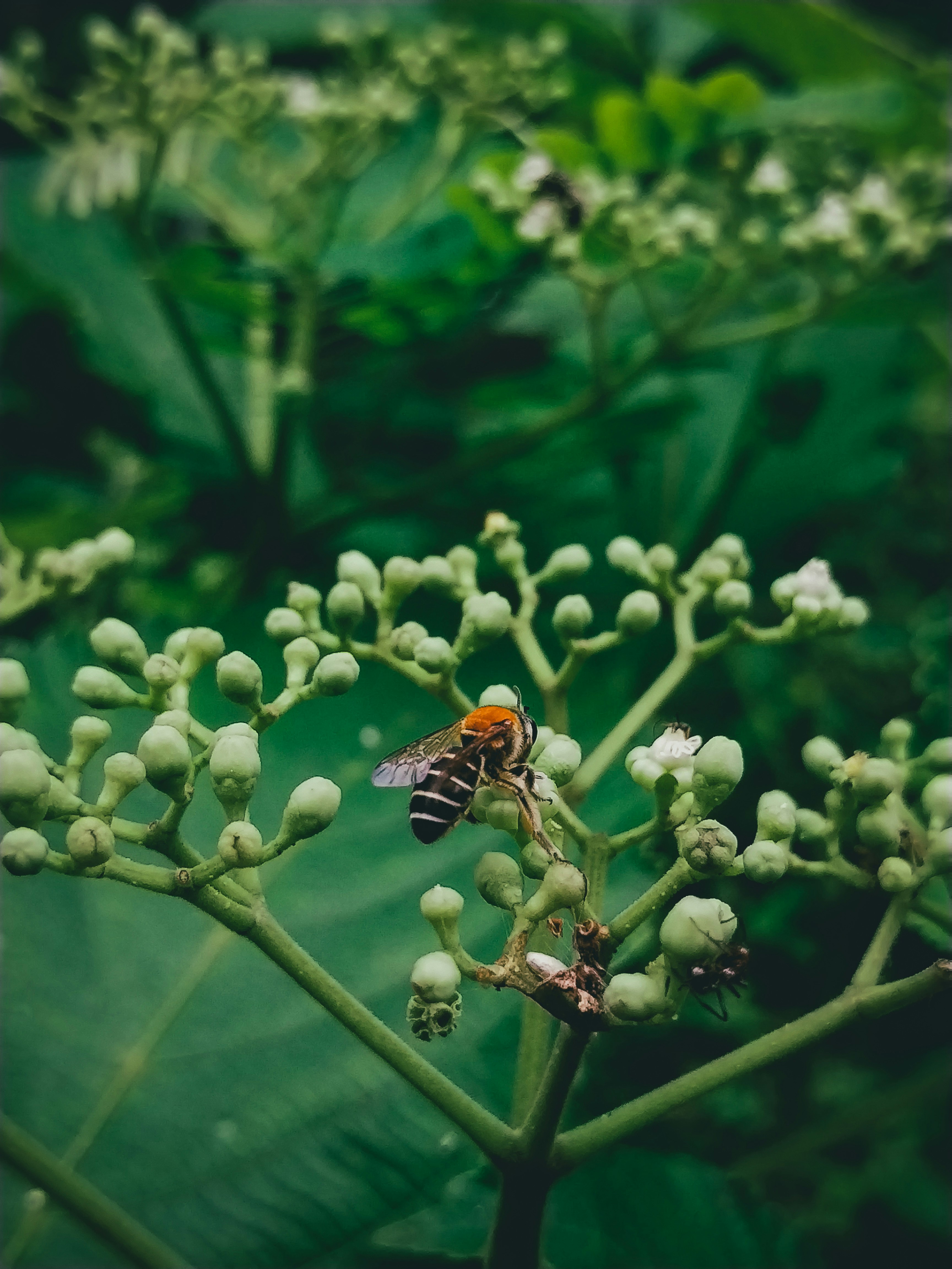 Close-up photograph of a bee perched on budding green branches with a soft, leafy background.