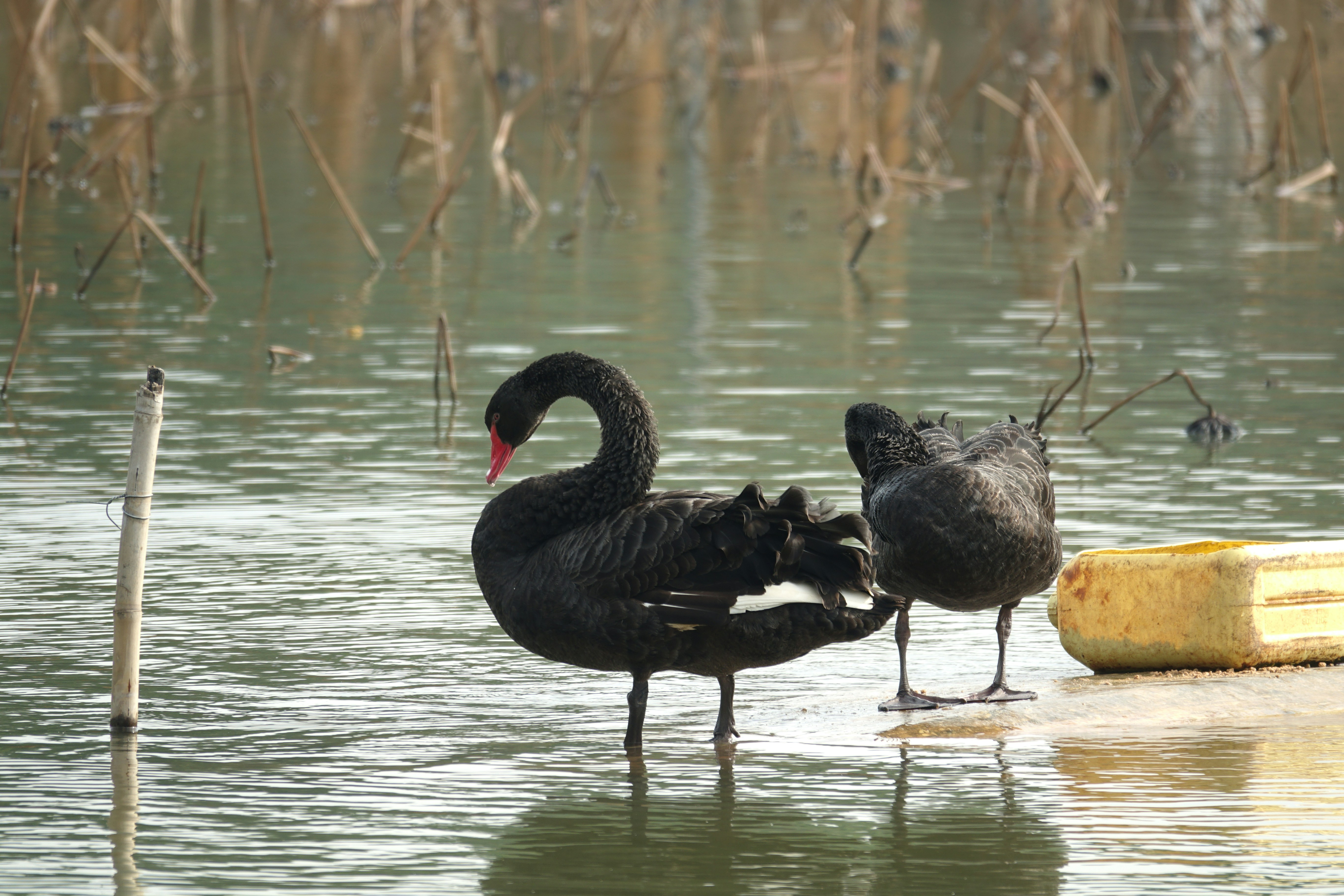 Duet of Black Swans by a Floating Yellow Buoy on a Tranquil Pond