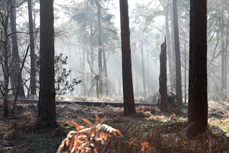 Sunlit Veil Through Pine Fingers: Beams Piercing a Forest in Morning Haze