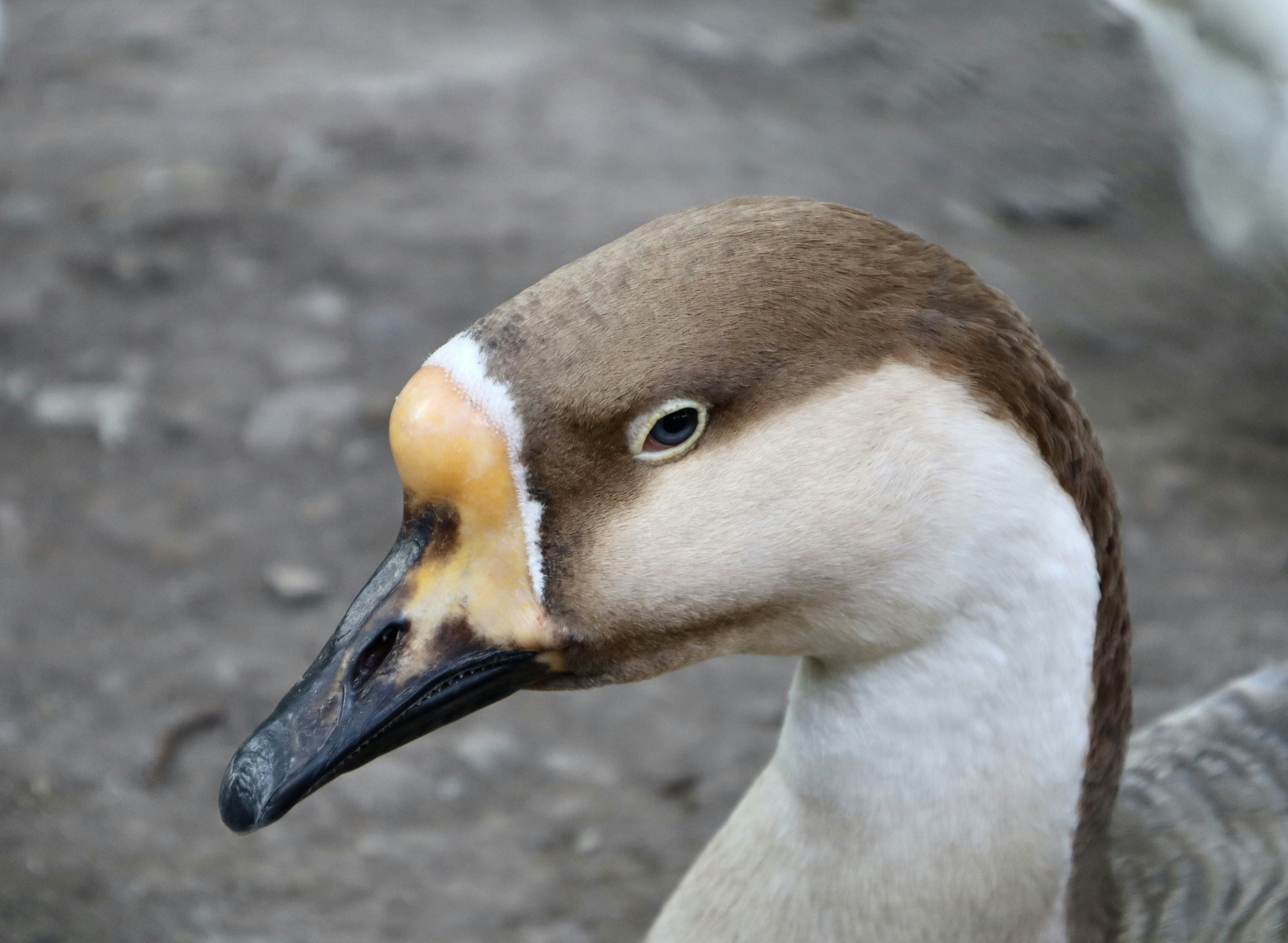 Close-up of a gander showcasing its distinctive features and textures against a blurred background.