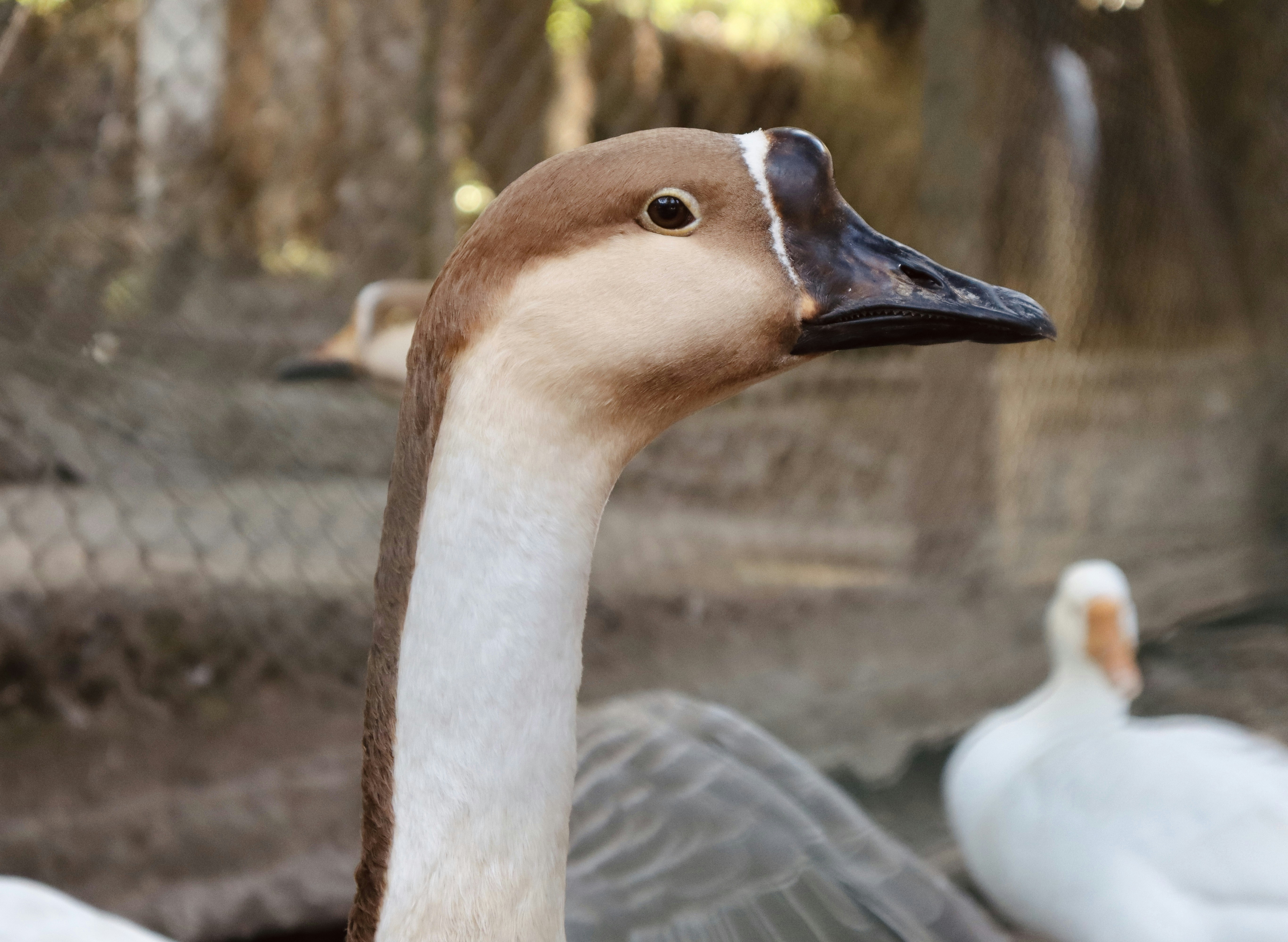 A brown duck