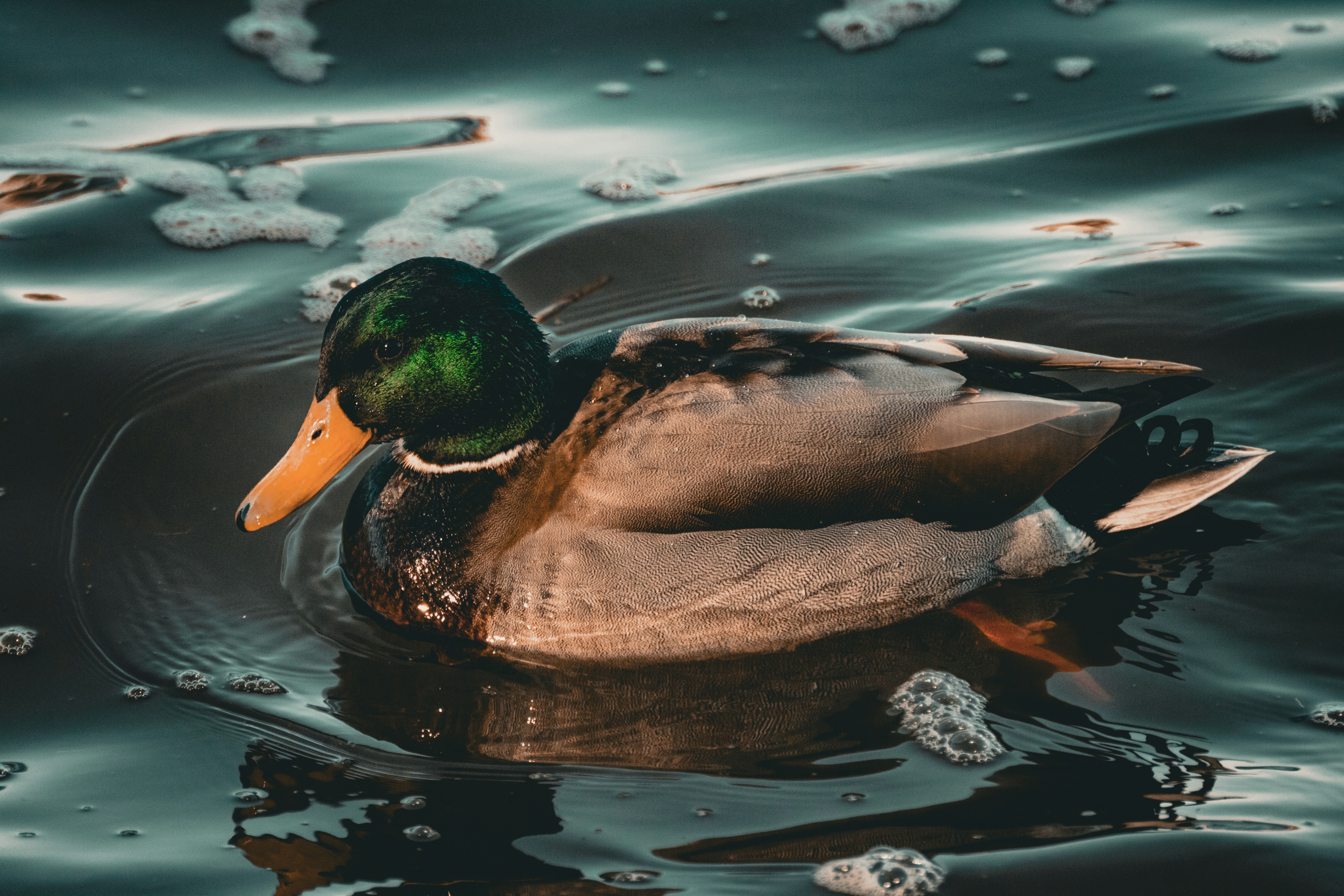 Mallard duck gliding gracefully over shimmering water.