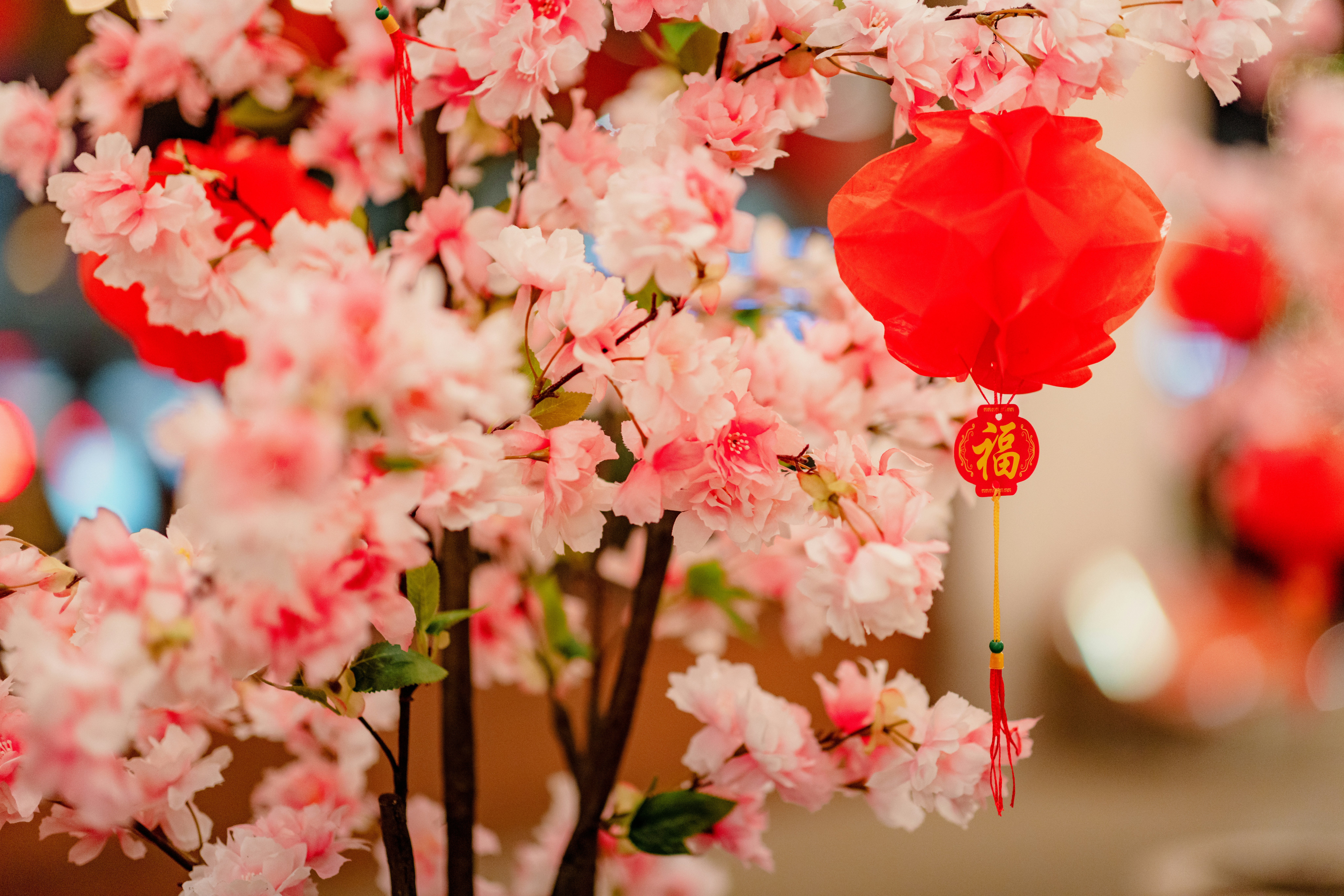 Red Lantern Framed by a Veil of Cherry Blossoms