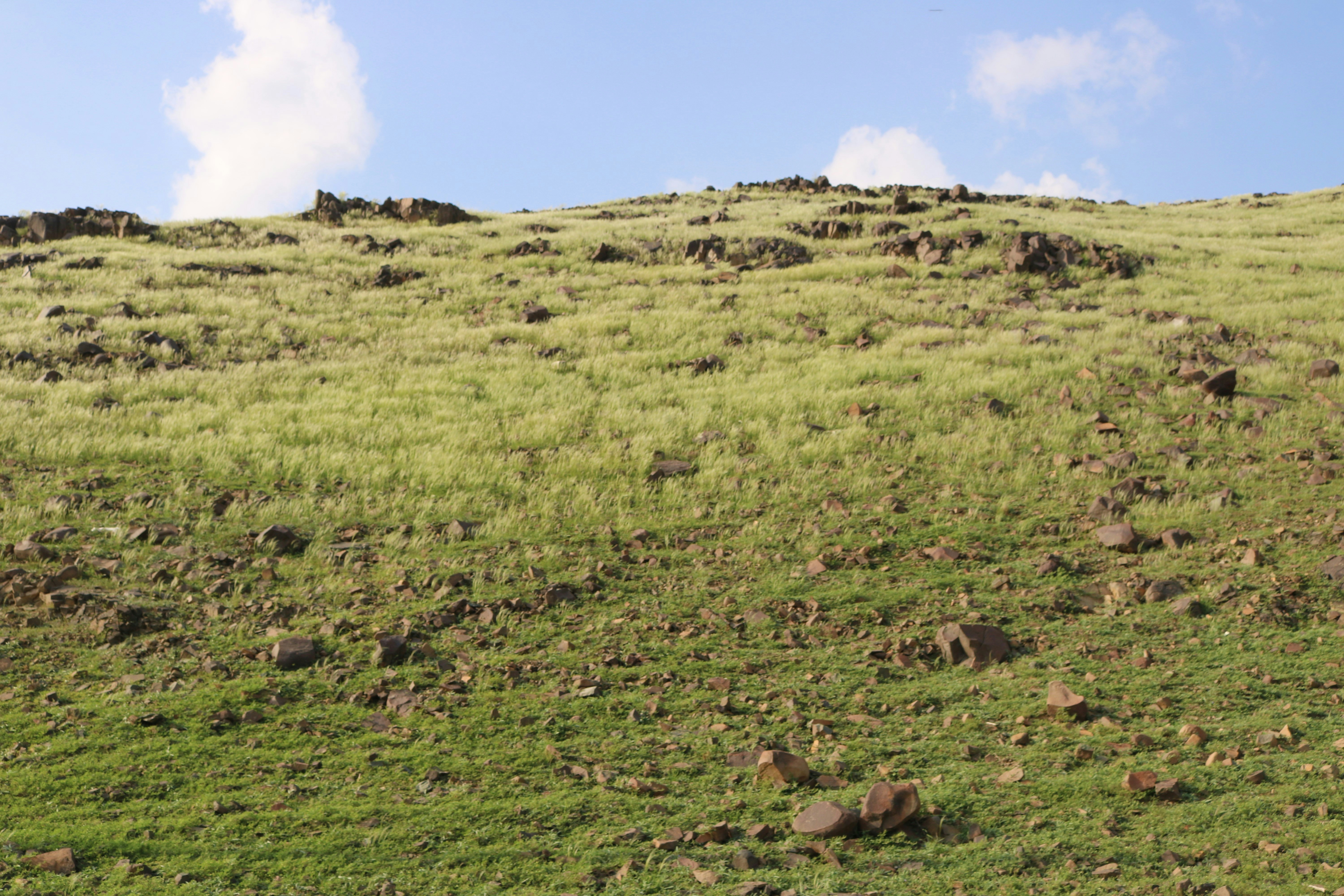 A grassy hill with rocks and grass on it photo – Free Huda al-sham ...
