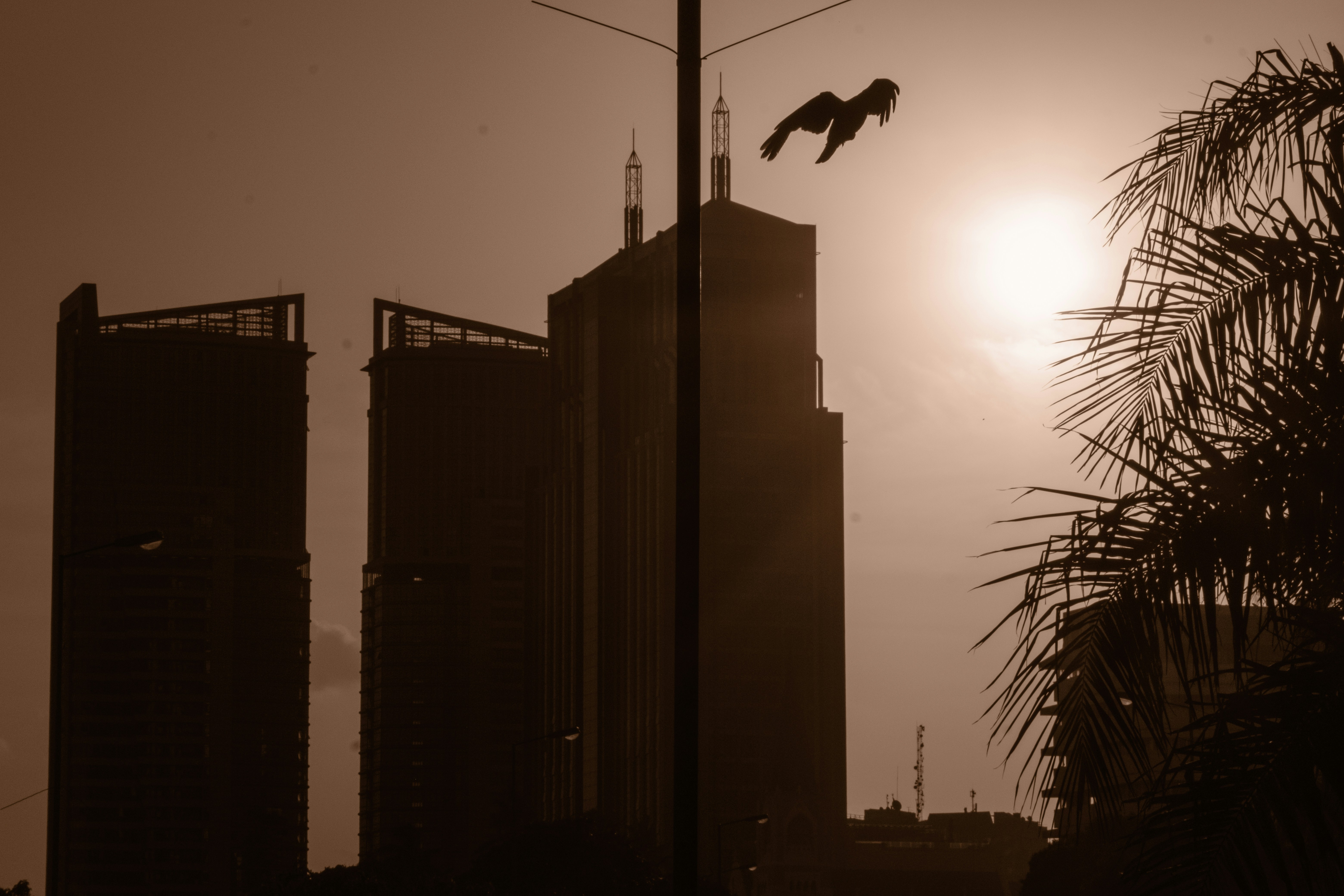 Lone Bird Over a Sepia Skyline at Dusk