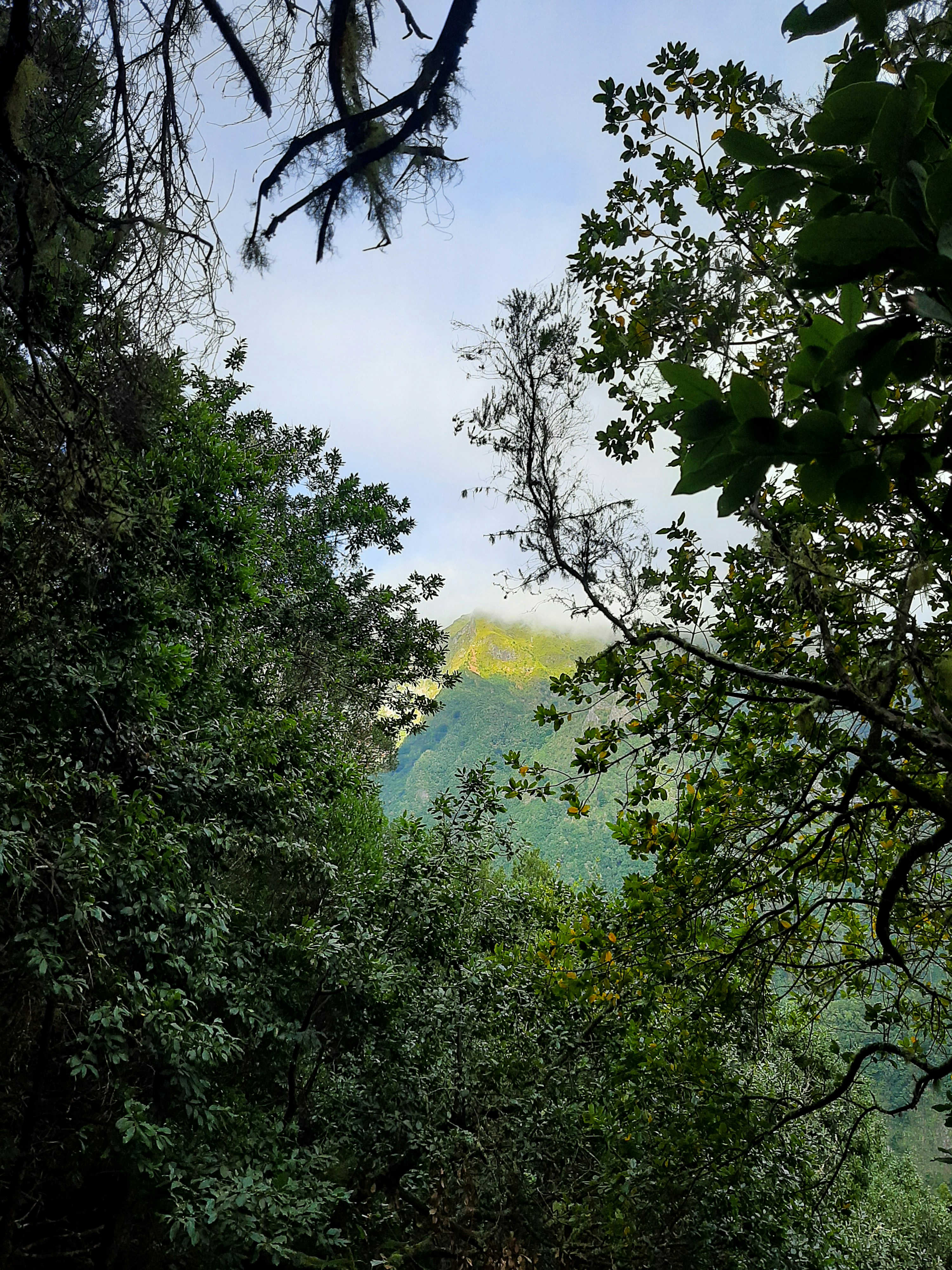 Lush greenery frames a glimpse of a sunlit mountain peak, hinting at the beauty beyond the dense foliage.