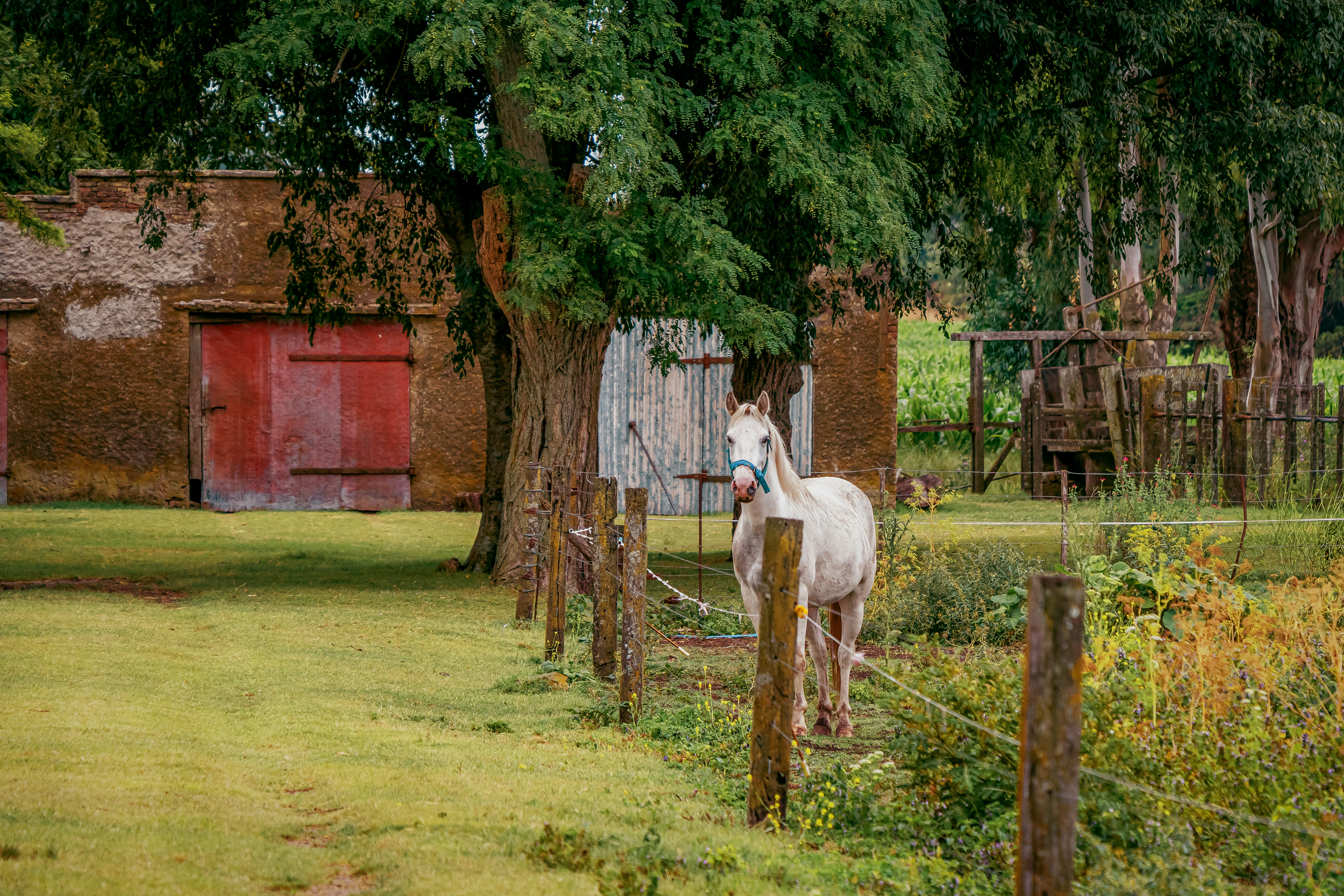 White Horse by the Weathered Fence in a Quiet Farmyard