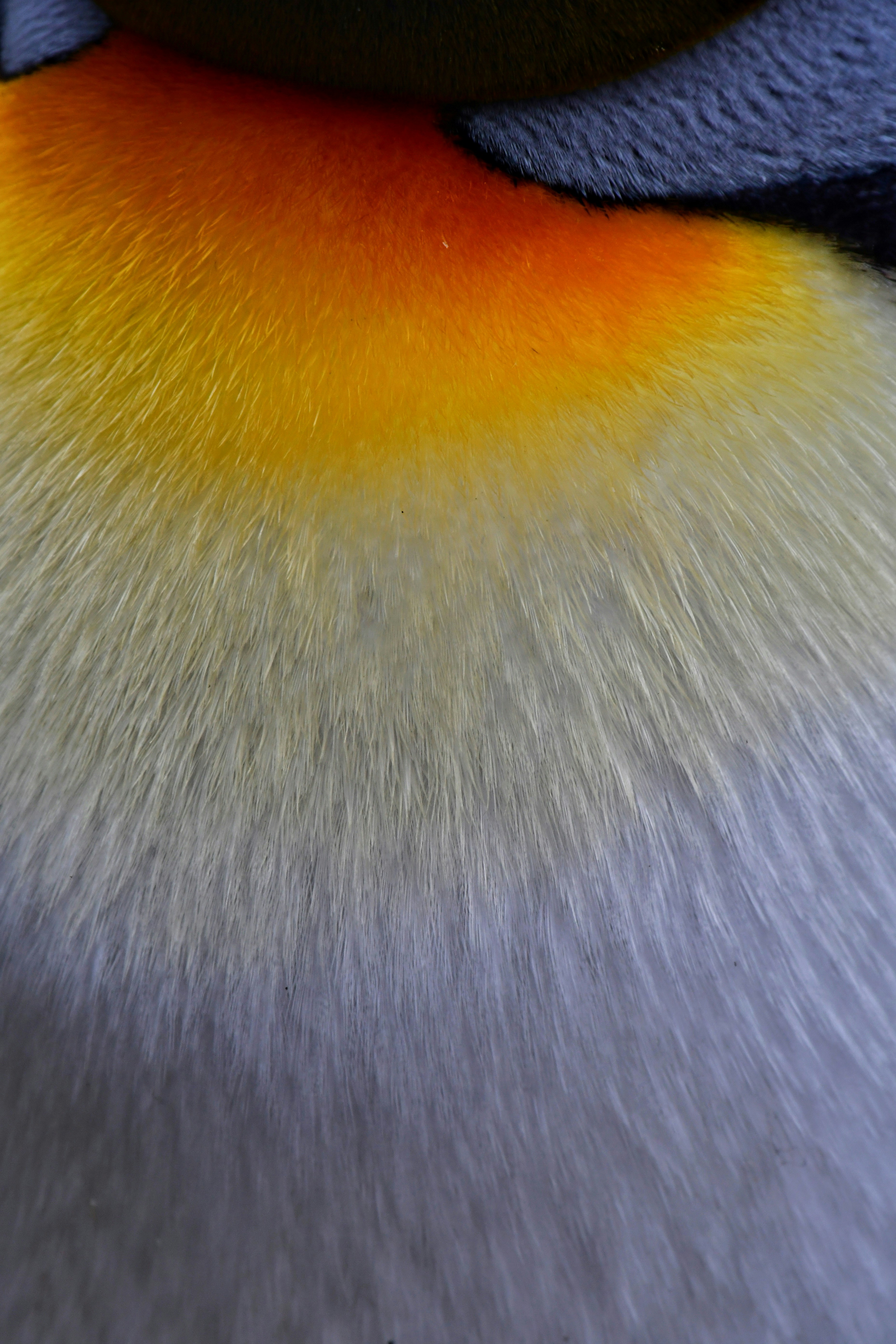 A close up of a colorful bird's fur photo – Free Zoo Image on Unsplash