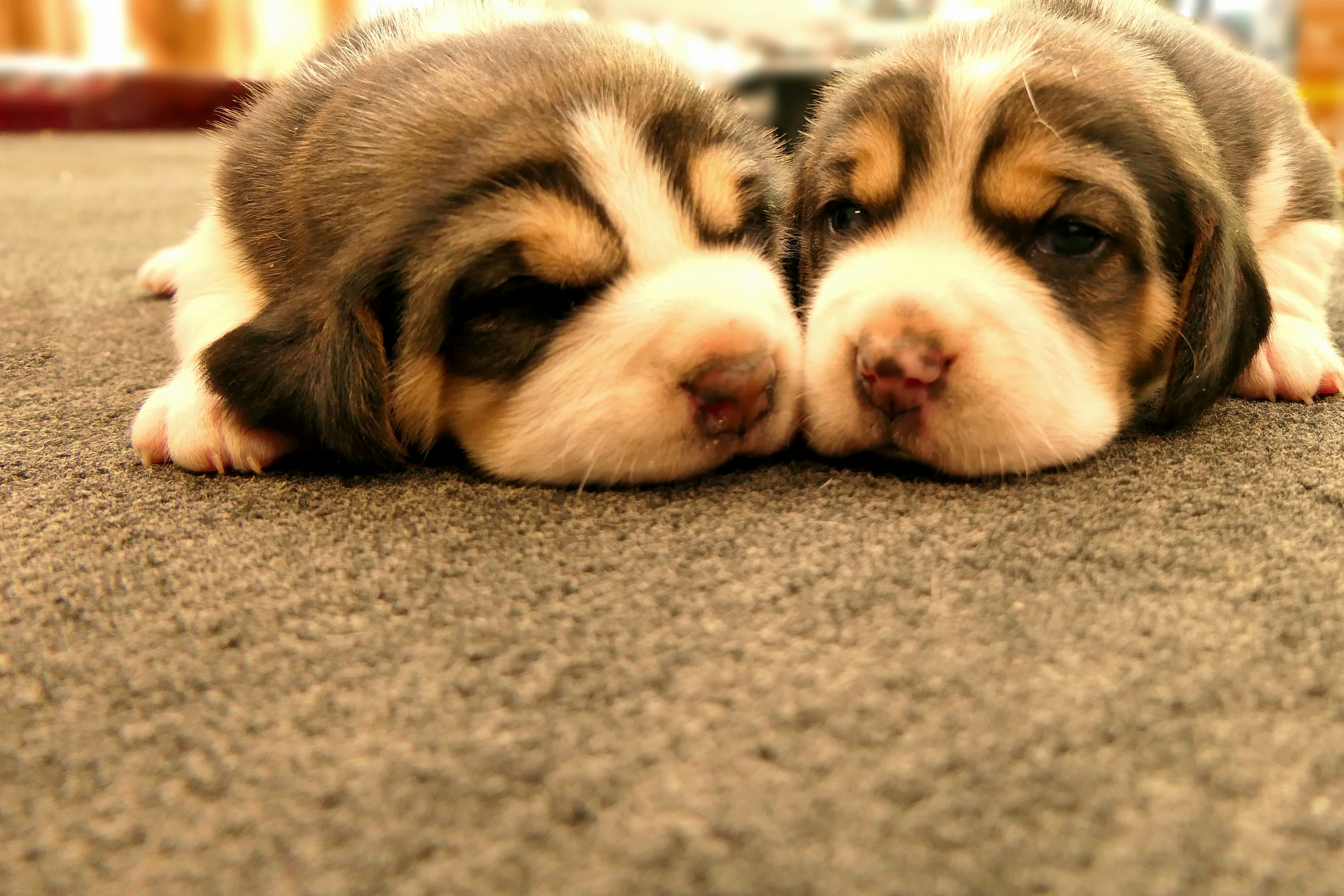 pair of sweet beagle puppies