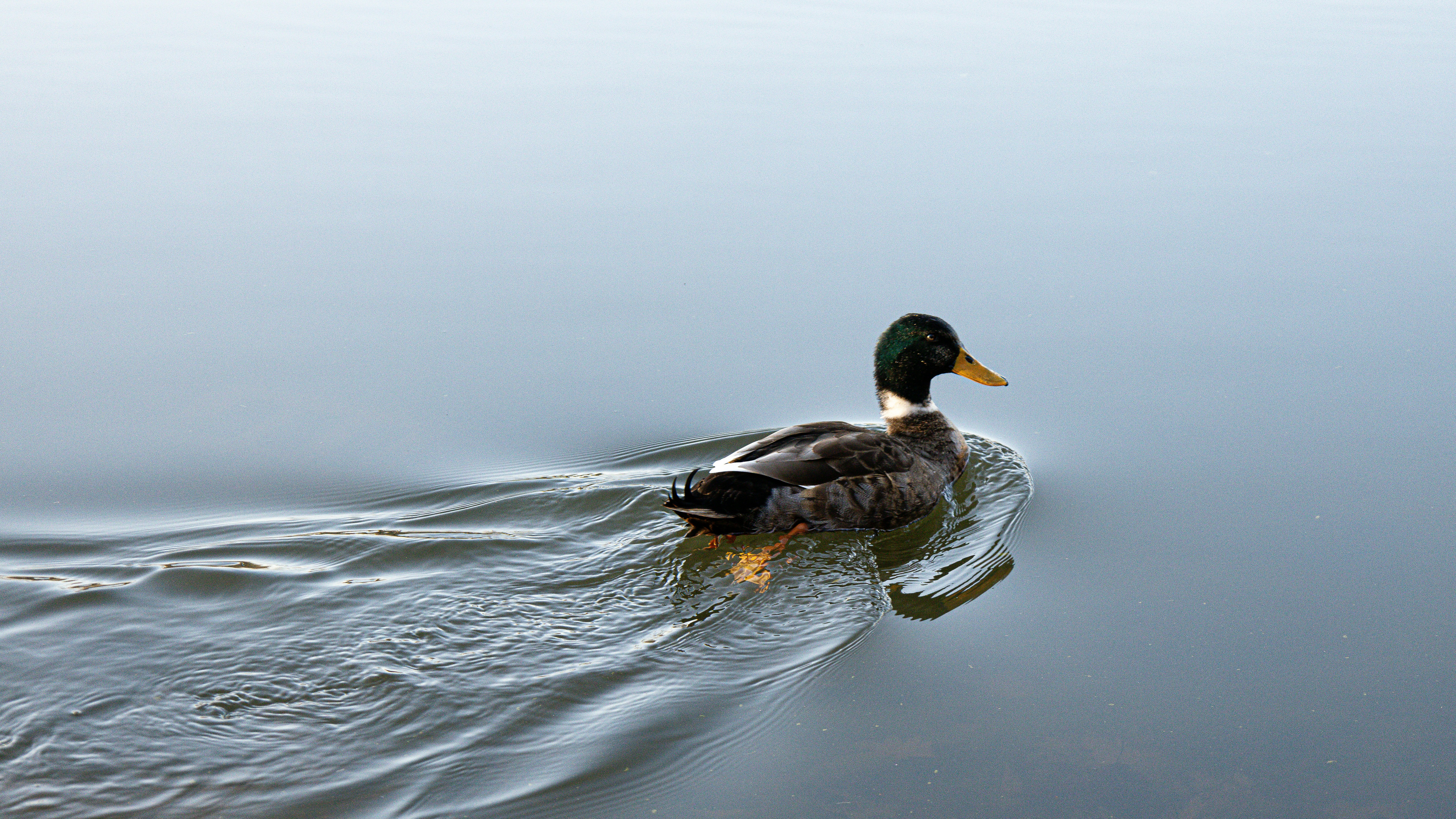 Duck swimming peacefully with ripples trailing in calm water.