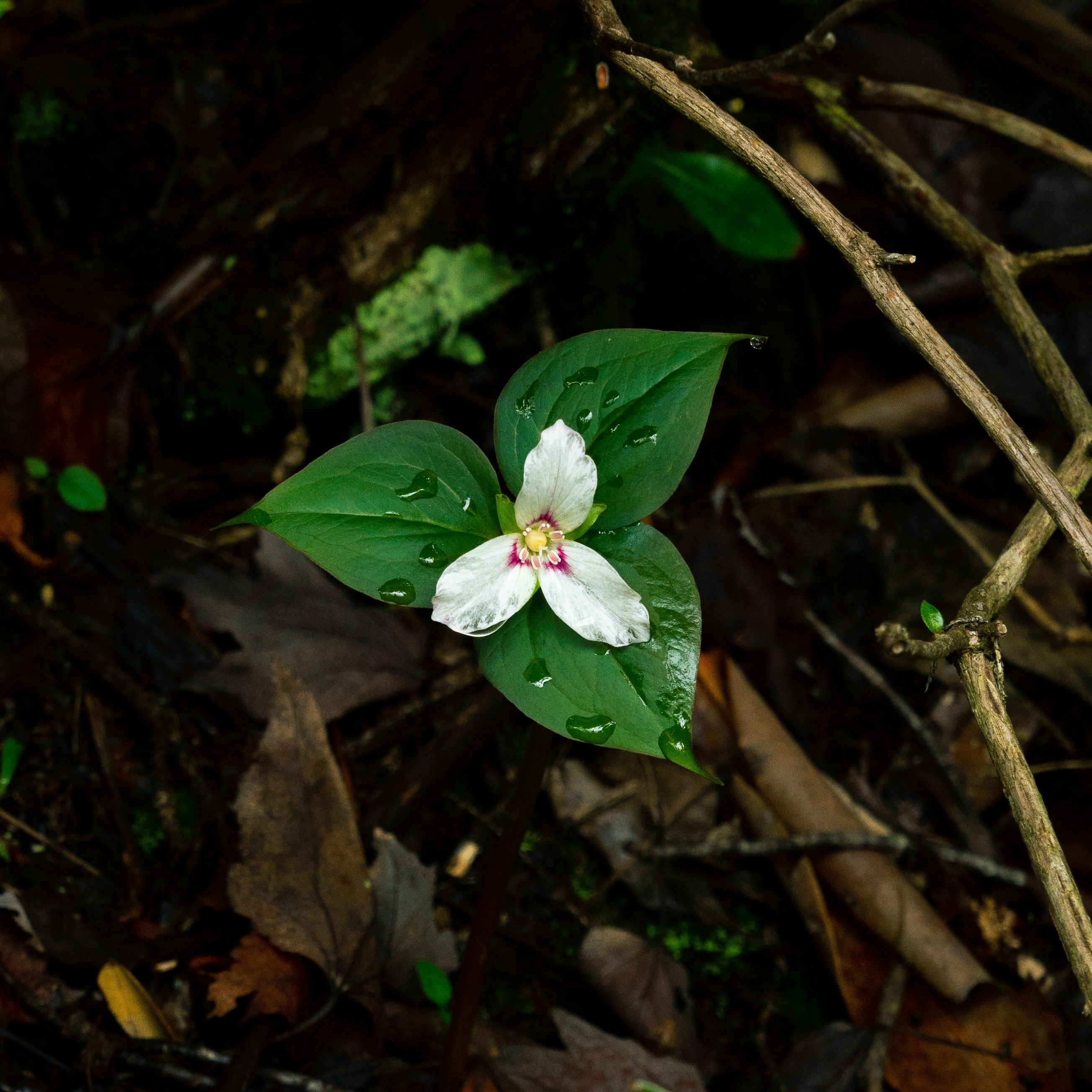 Snow-White Bloom with a Pink Center Anchored in Shadowed Forest Floor
