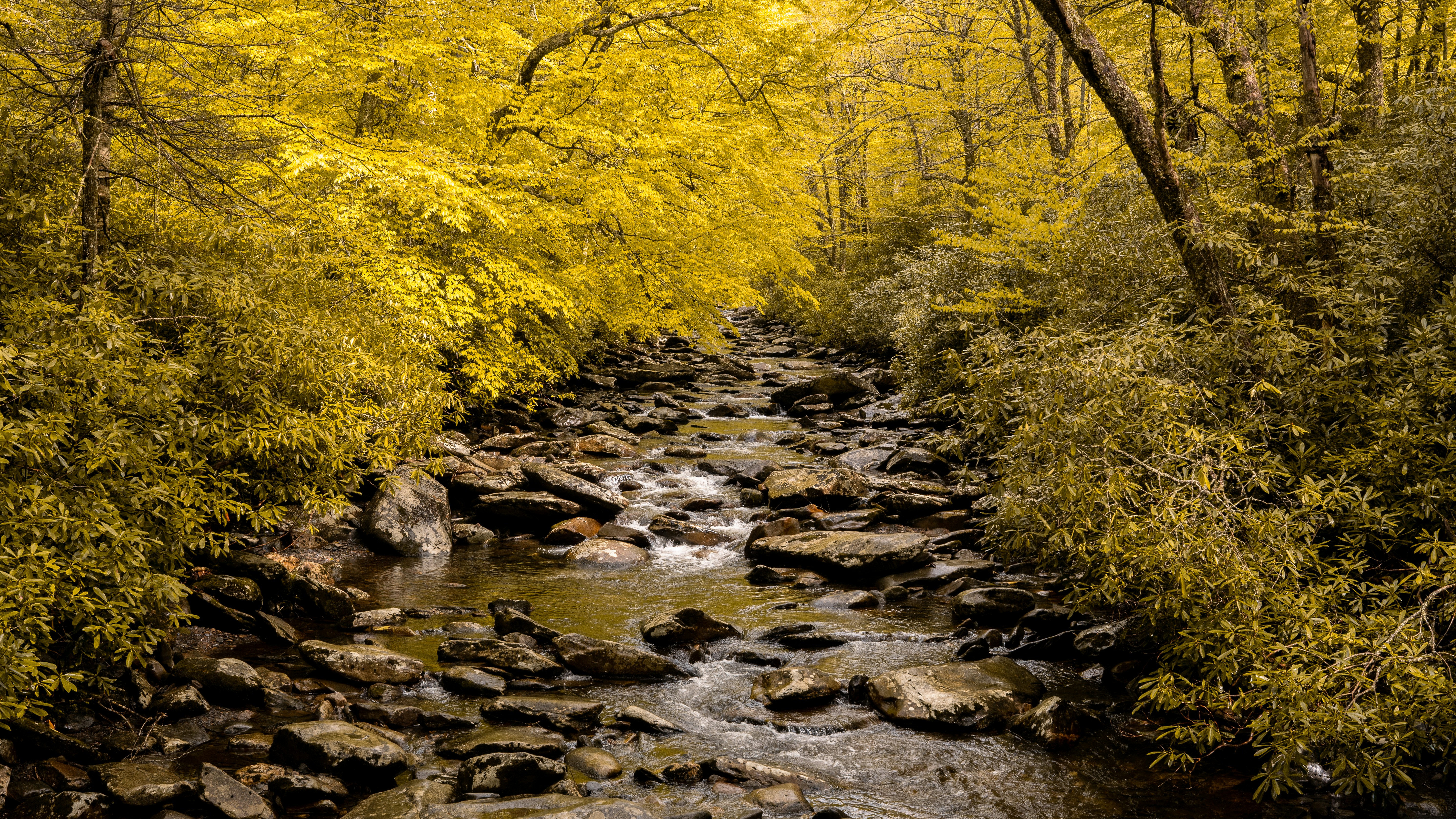 A stream running through a lush green forest photo – Free Water Image ...