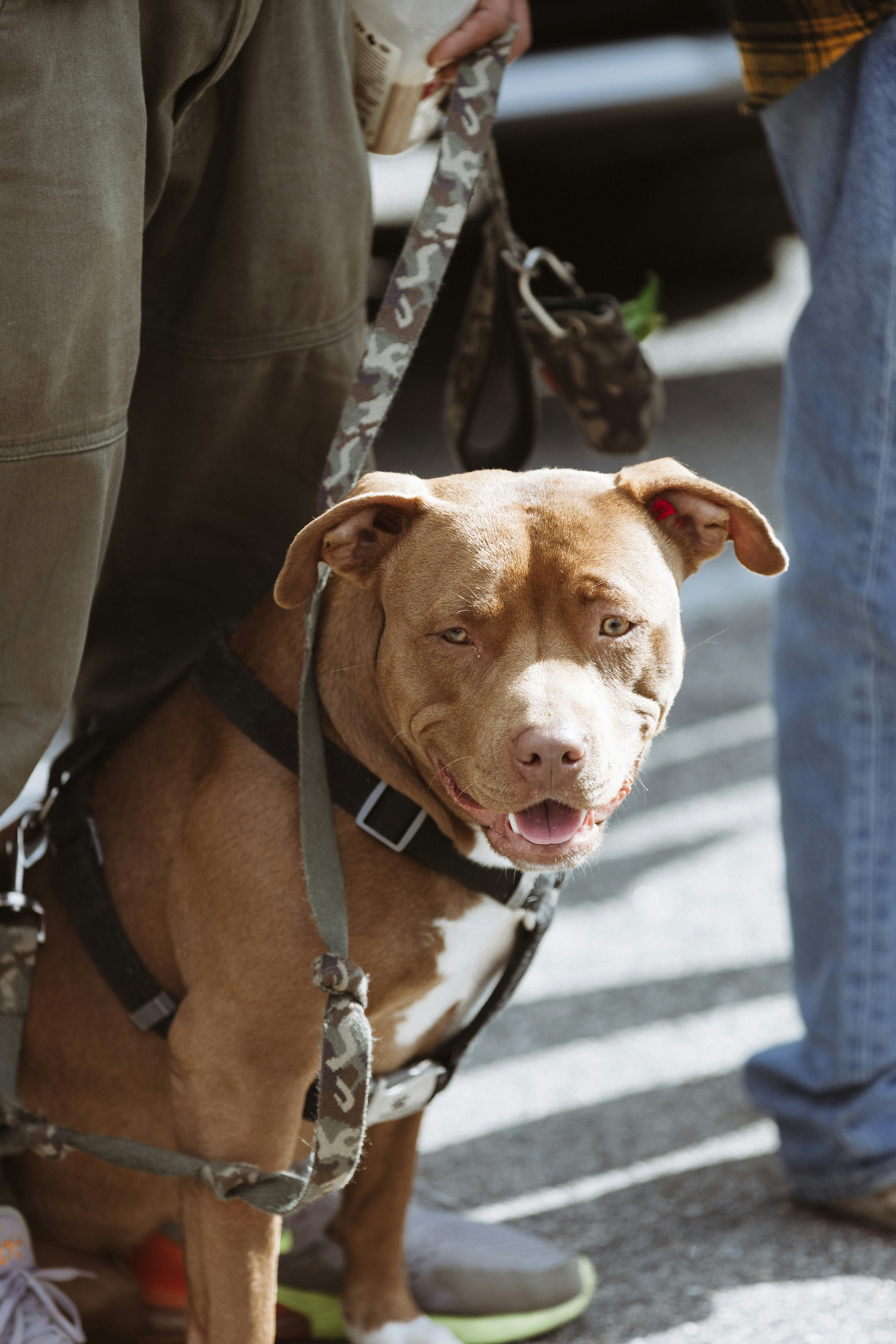 Foto Un perro está atado a una correa en una patineta – Imagen gratis ...
