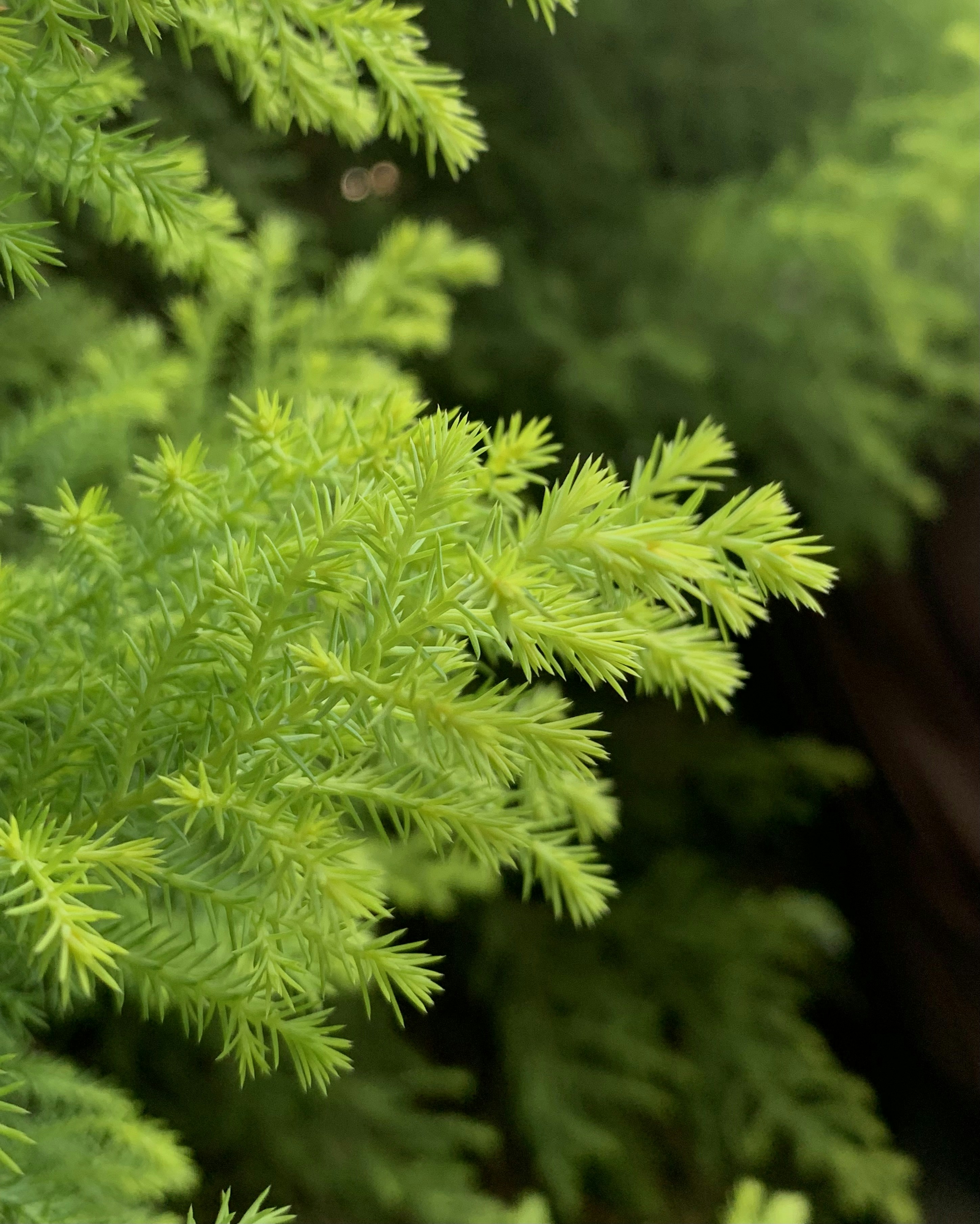 a close up of a tree with green leaves