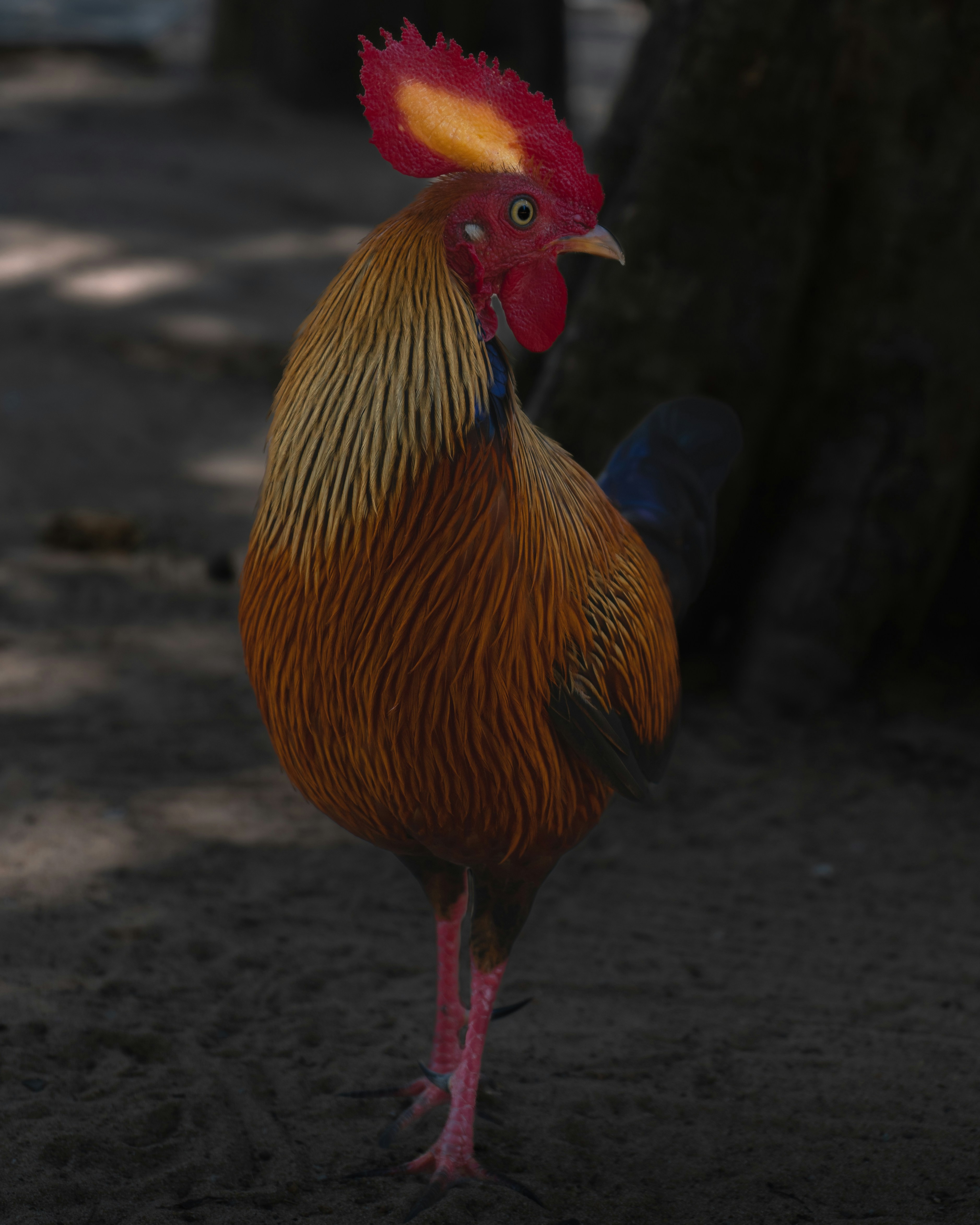 A close up of a rooster near a tree photo – Free Wilpattu national park ...