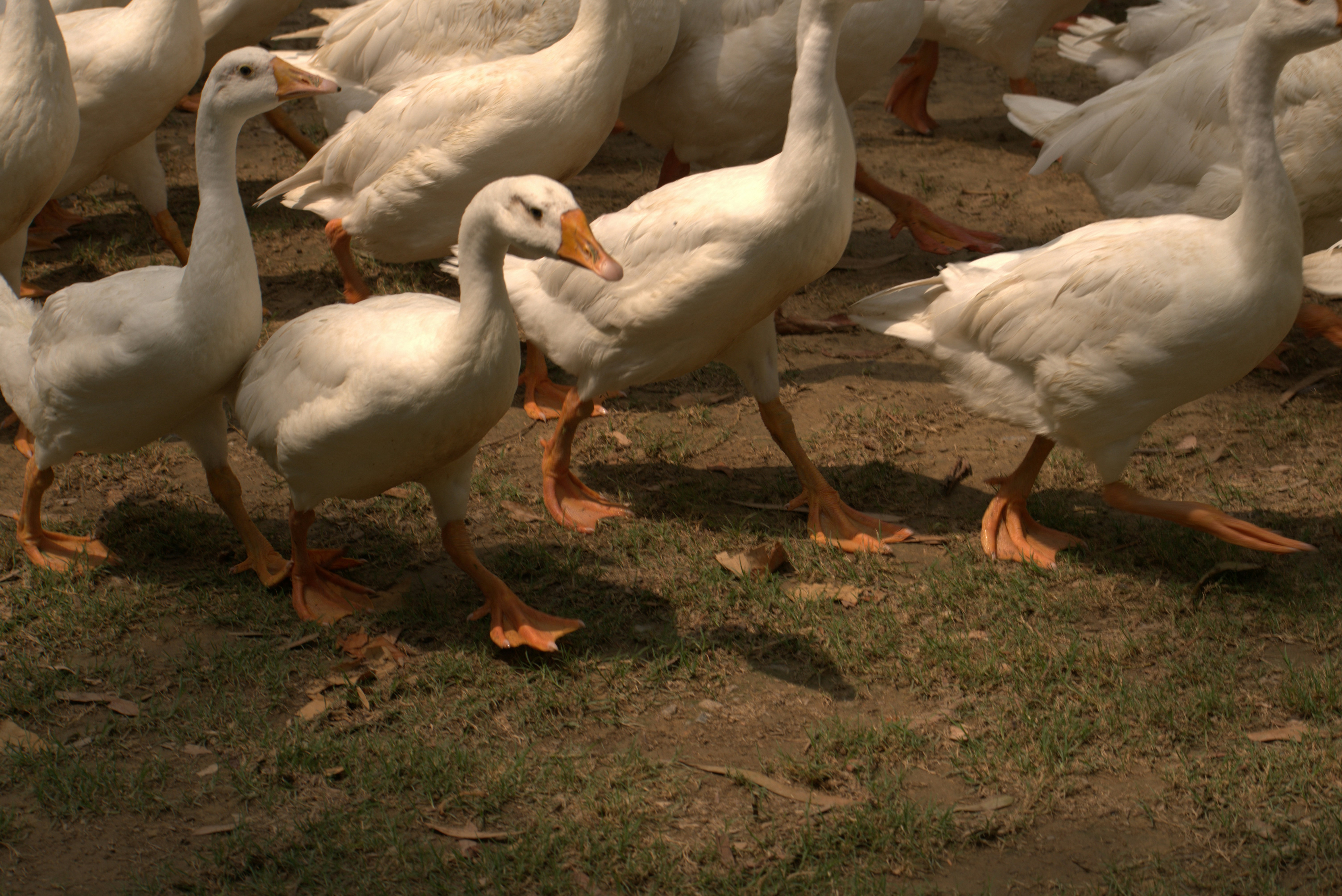 A flock of ducks walking across a grass covered field photo – Free Duck ...