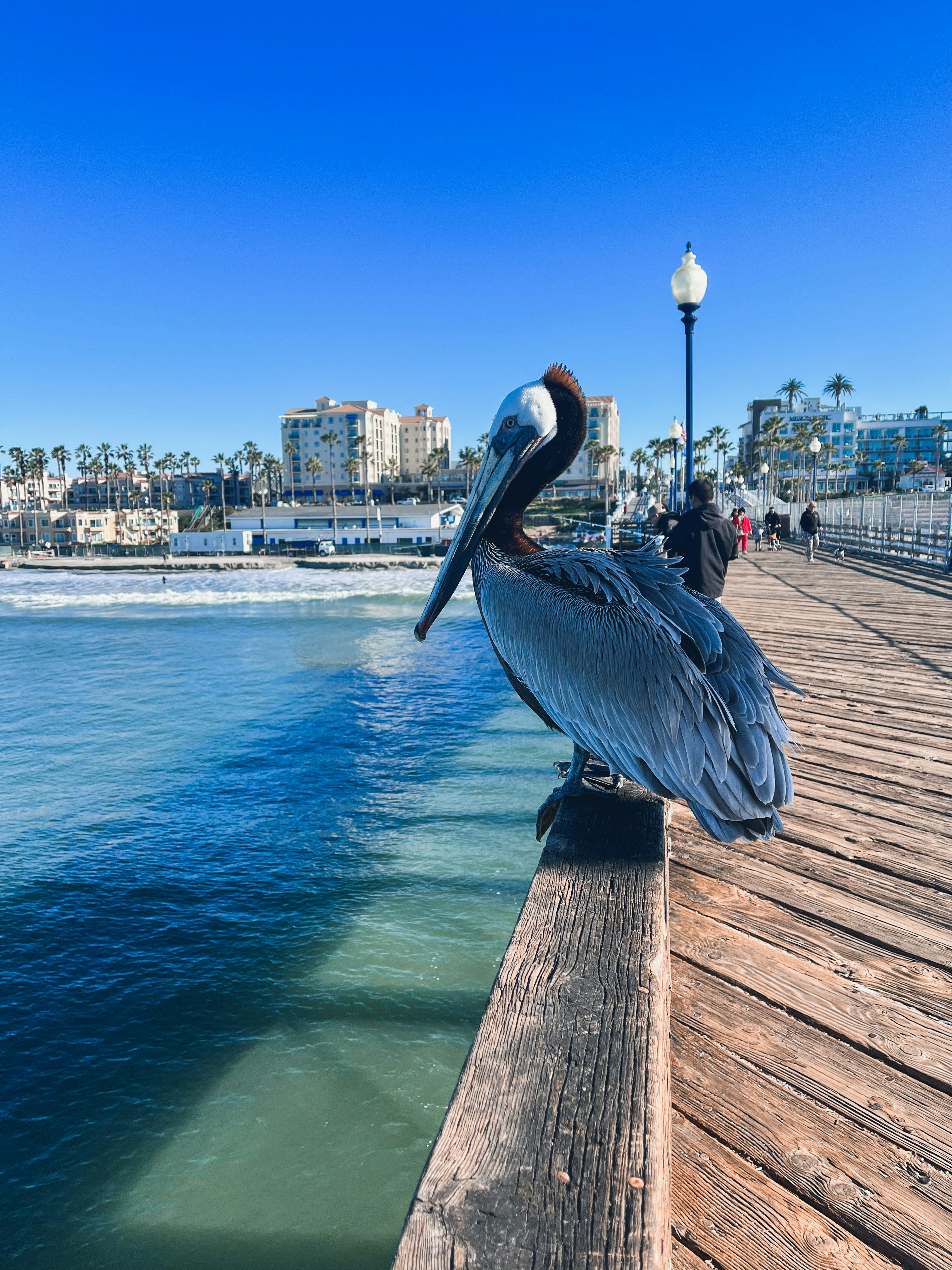 Harbor Sentinel: Pelican Perched Along a Sunlit Pier