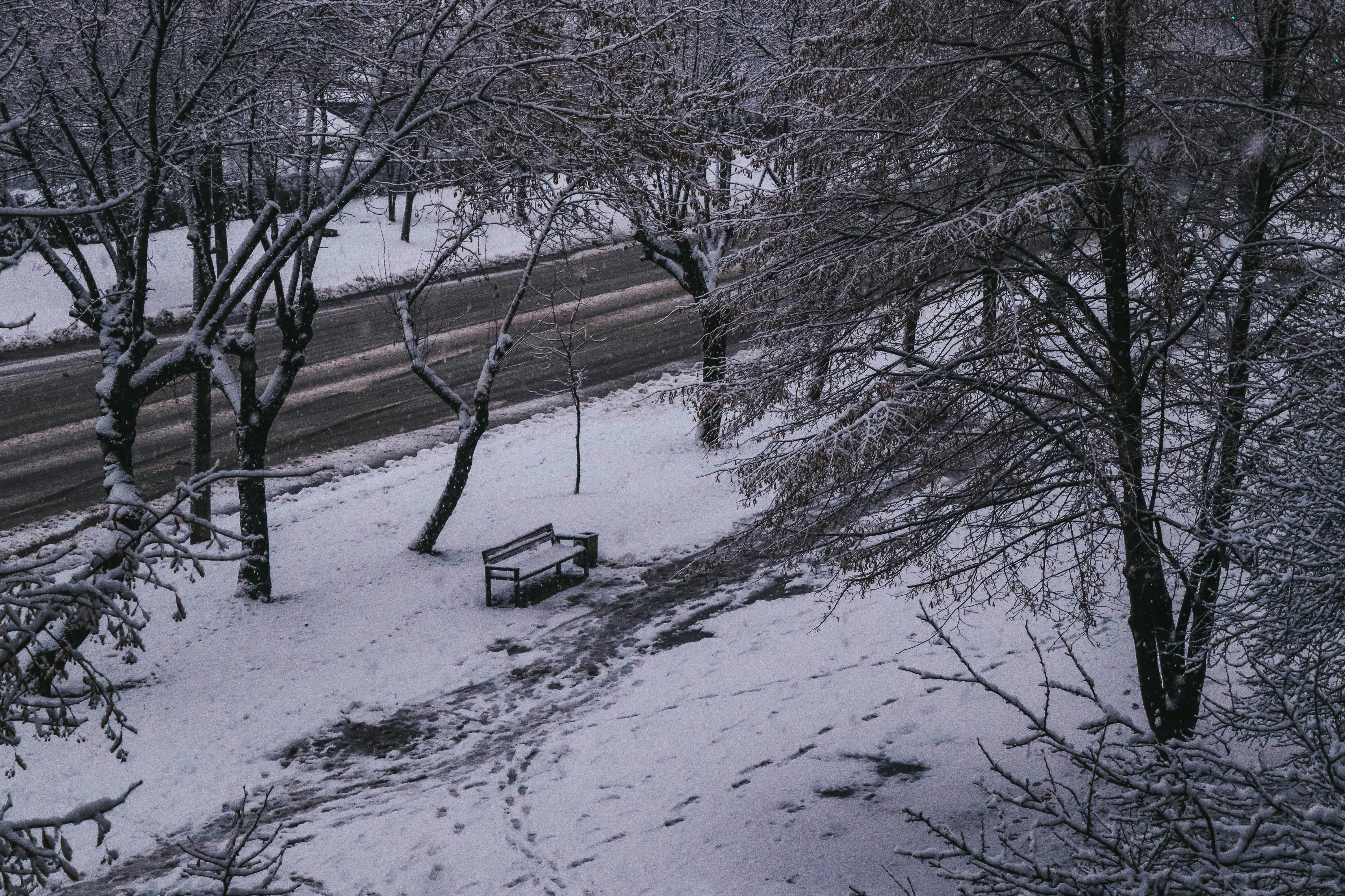 Snowbound Bench Under a Lattice of Winter Branches