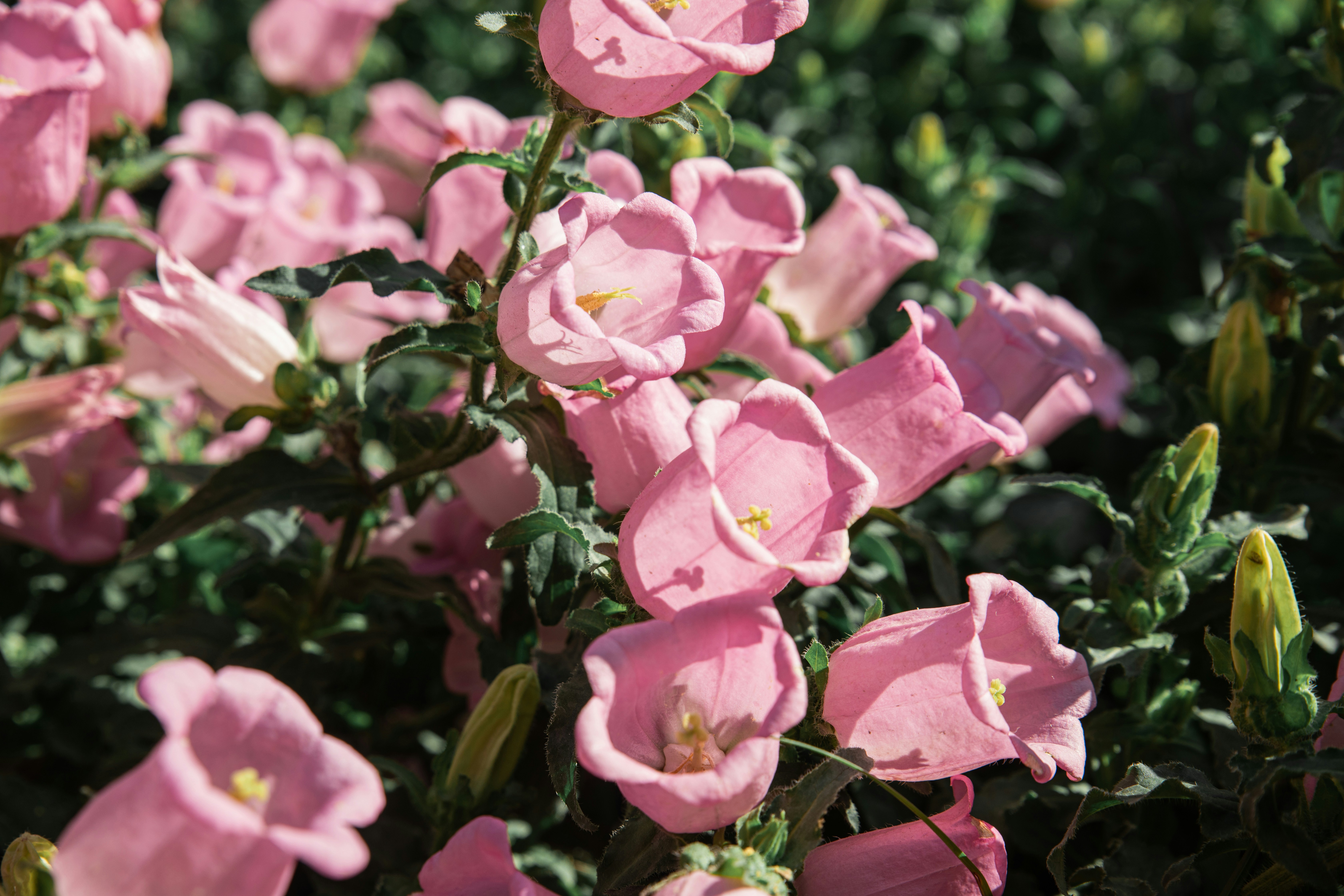 Pink trumpet blossoms spill across a sunlit garden