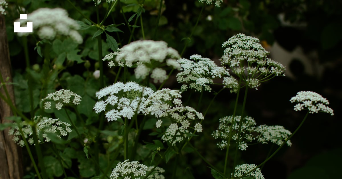 Un bouquet de fleurs blanches dans un jardin photo – Image gratuite de ... Un bouquet de fleurs blanches dans un jardin photo – Image gratuite de ...