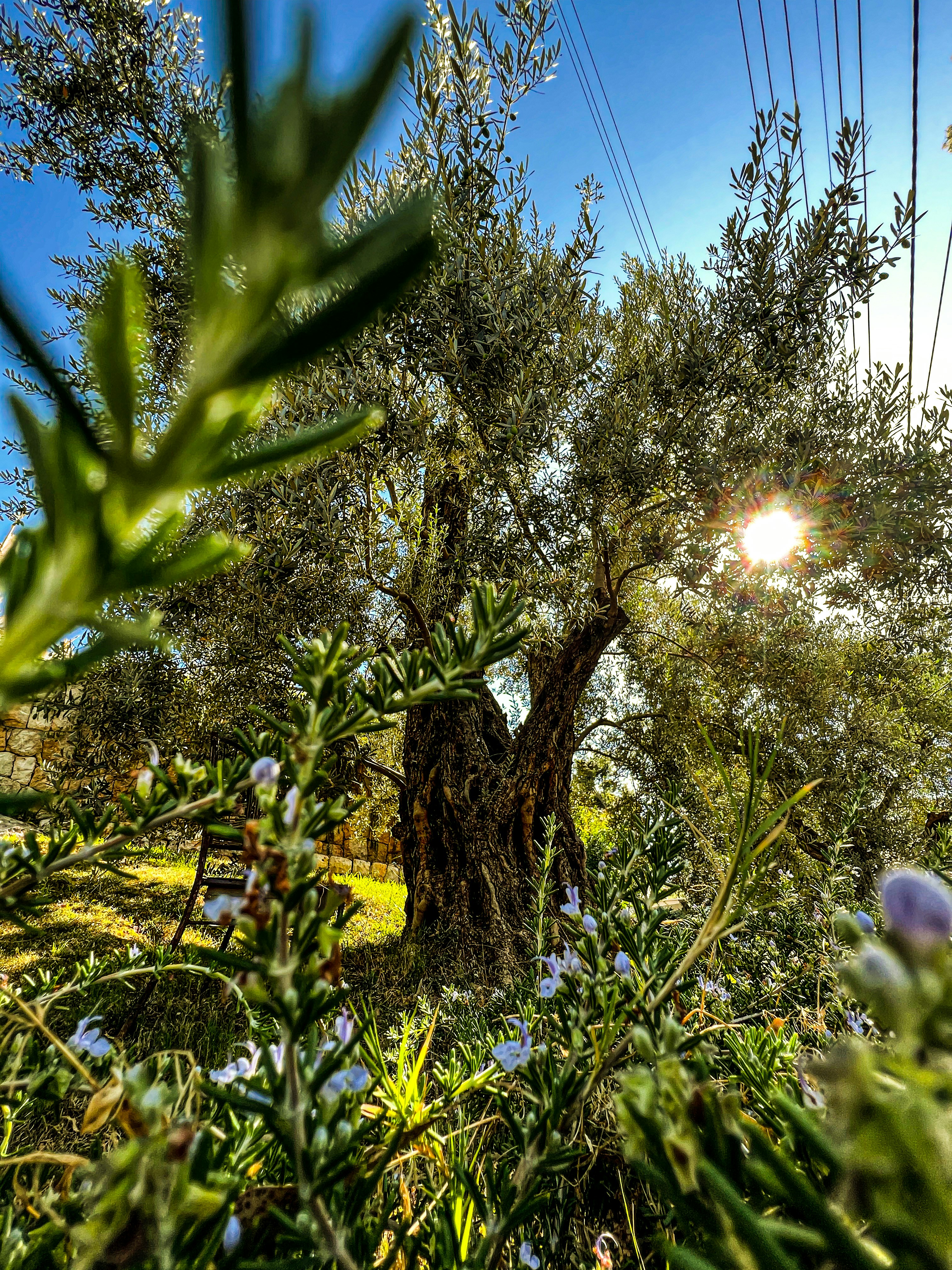The sun shines through the branches of an olive tree photo – Free Land ...