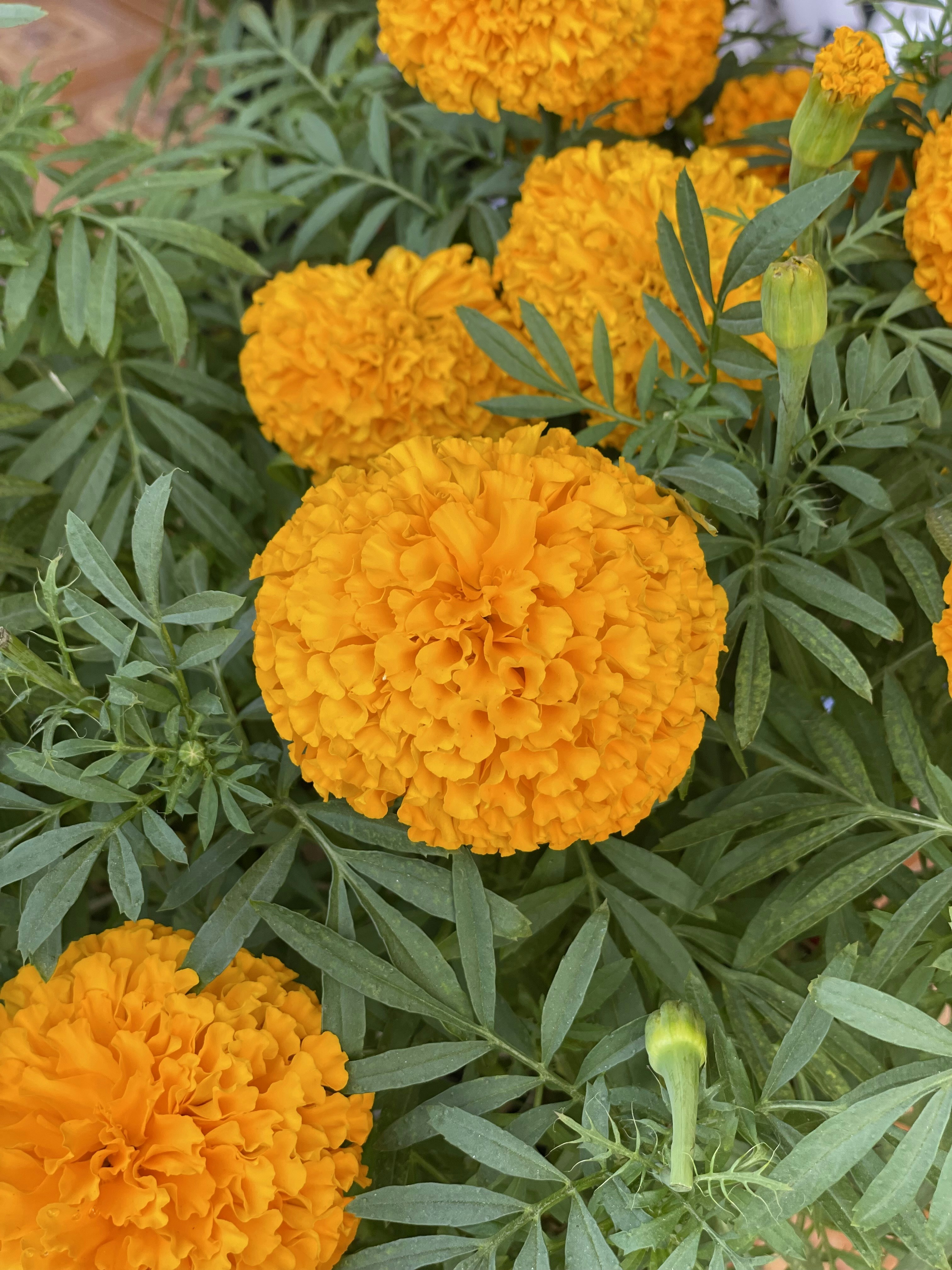 Vibrant marigold flowers in full bloom, showcasing their rich orange hues amidst lush green foliage.