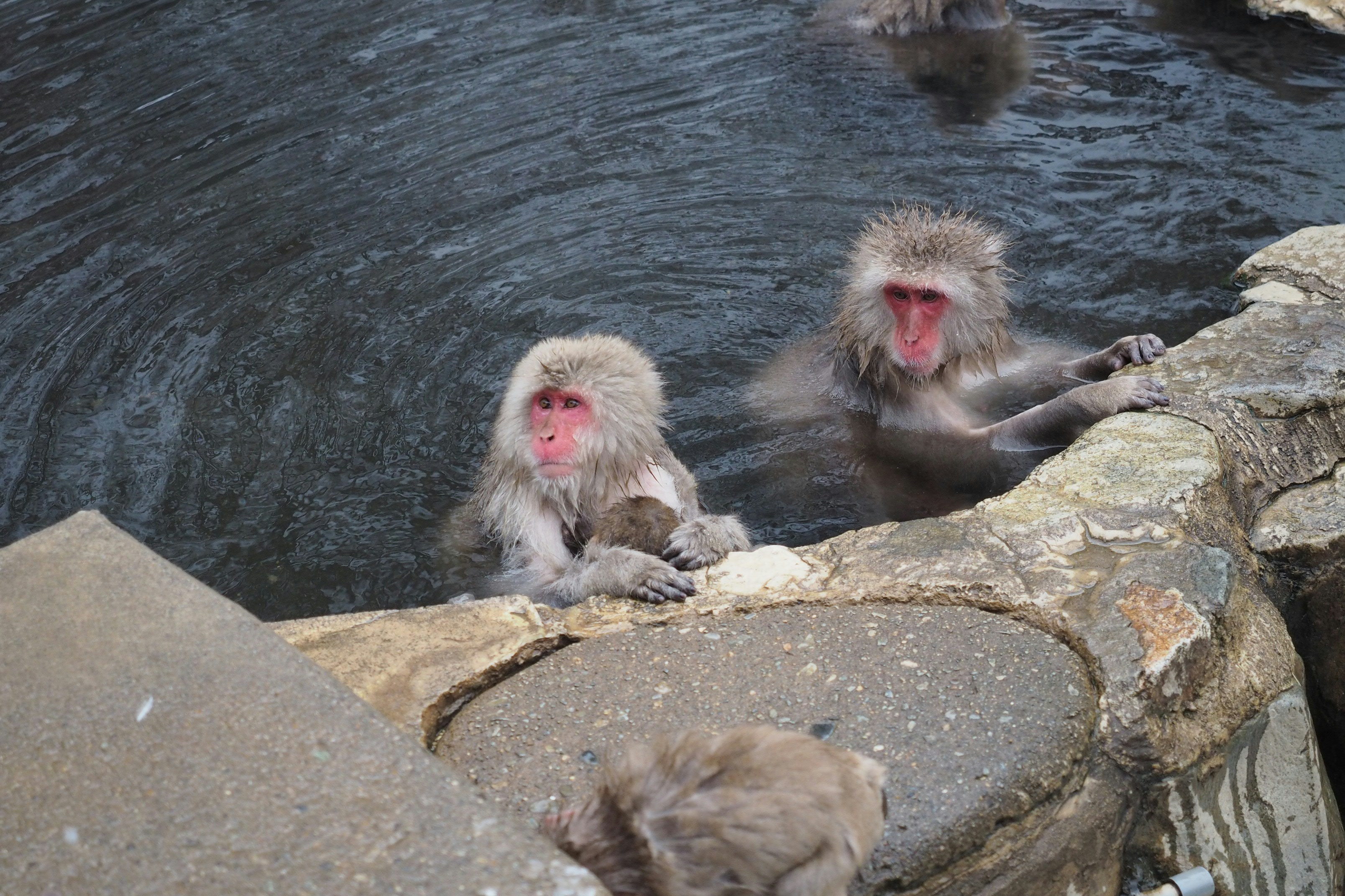 A group of monkeys sitting in a pool of water photo – Free Japan Image ...