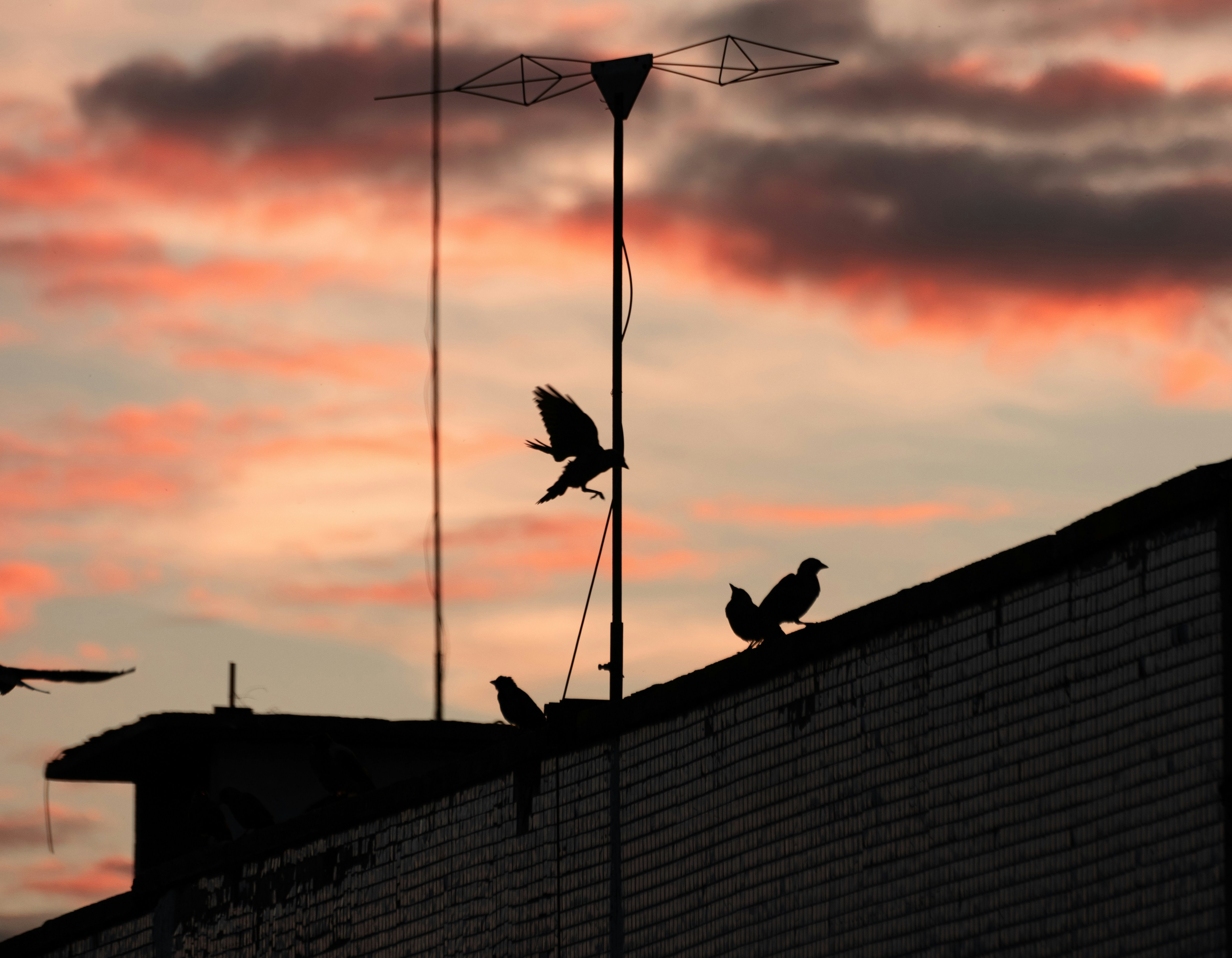 a flock of birds sitting on top of a roof