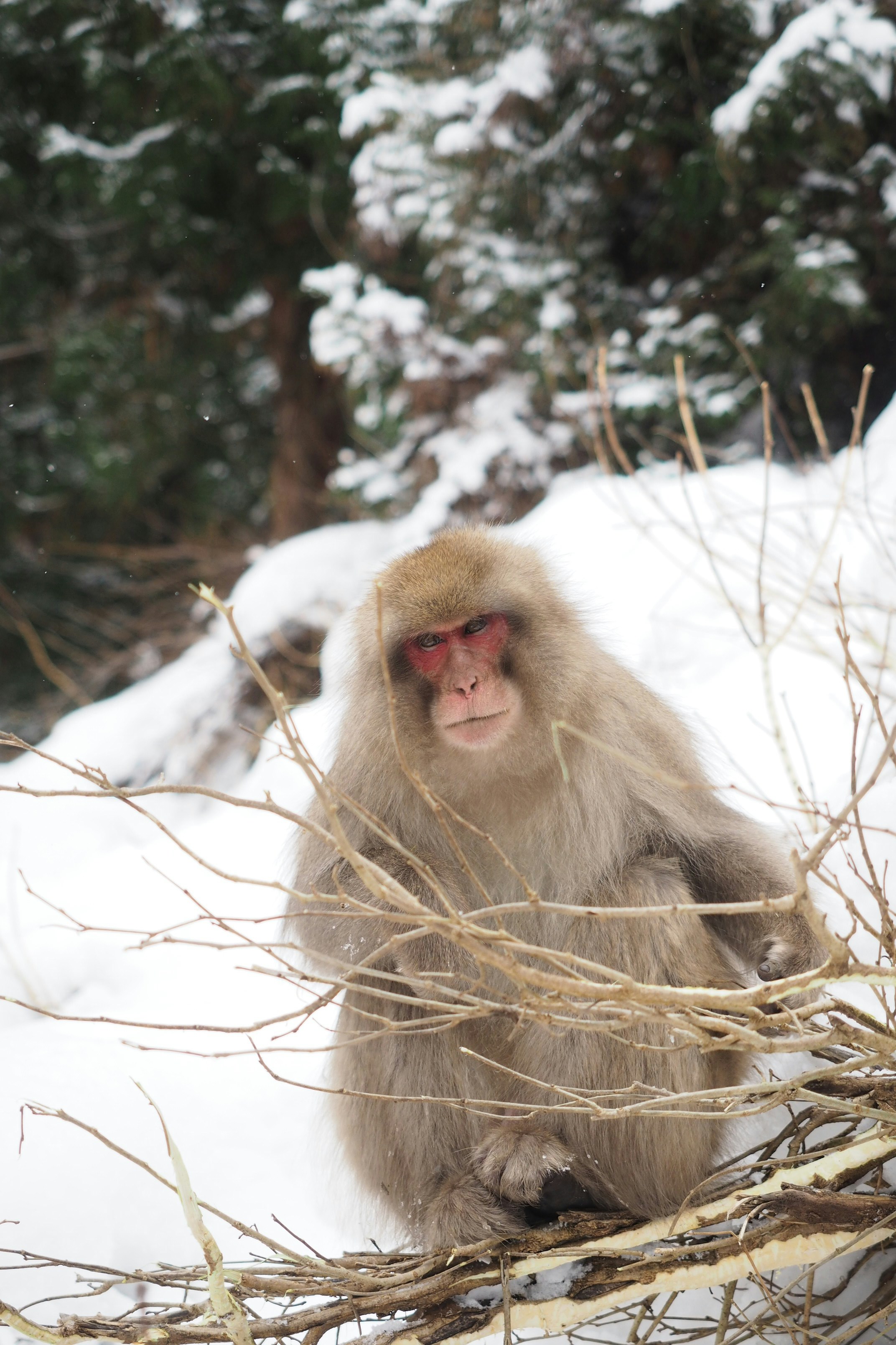 Red-faced in Winter Quiet: A Japanese macaque Among Snowy Branches