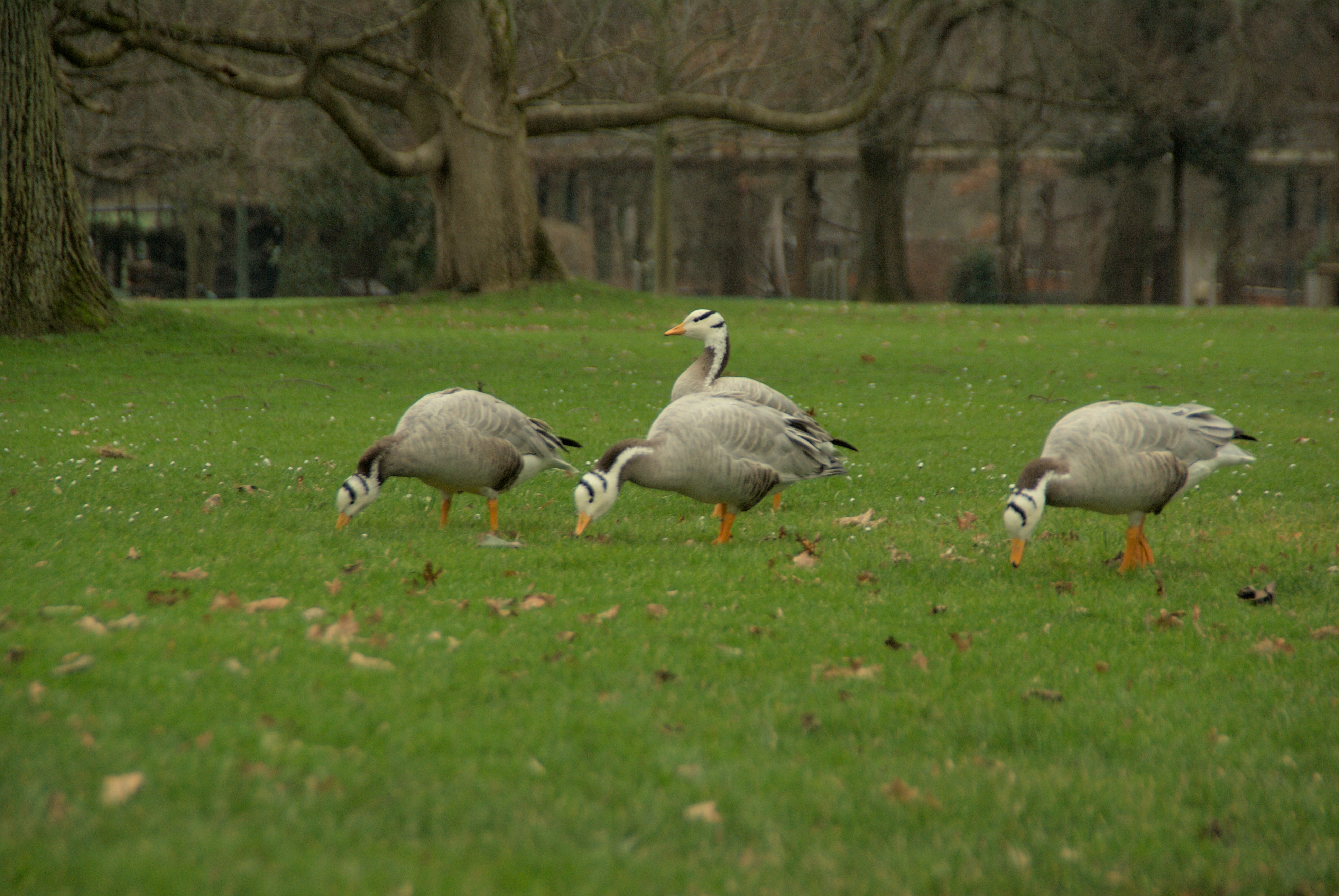 A flock of birds walking across a lush green field photo – Free ...