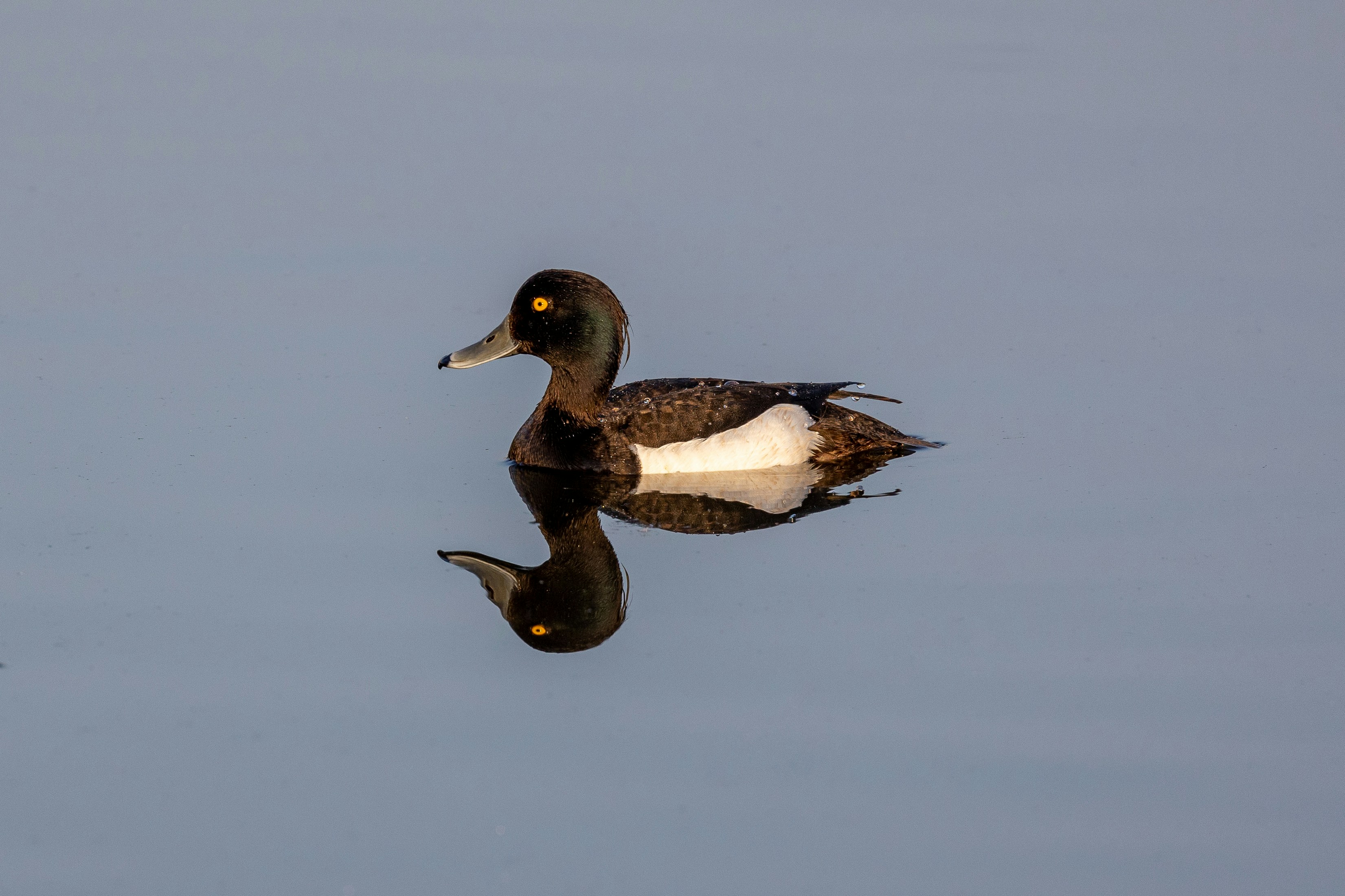 A duck floating on top of a body of water photo – Free Uk Image on Unsplash