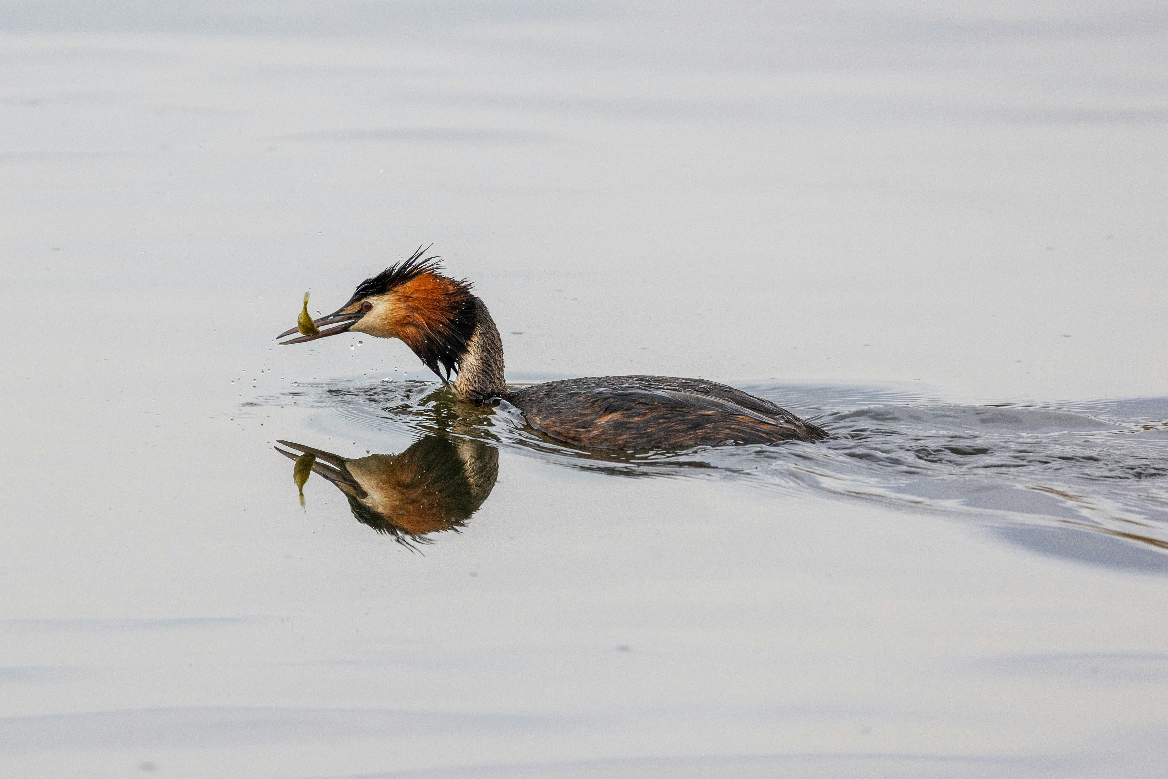 Silent Glide, Sharp Catch: Grebe with Fish on a Mirror-Water Surface