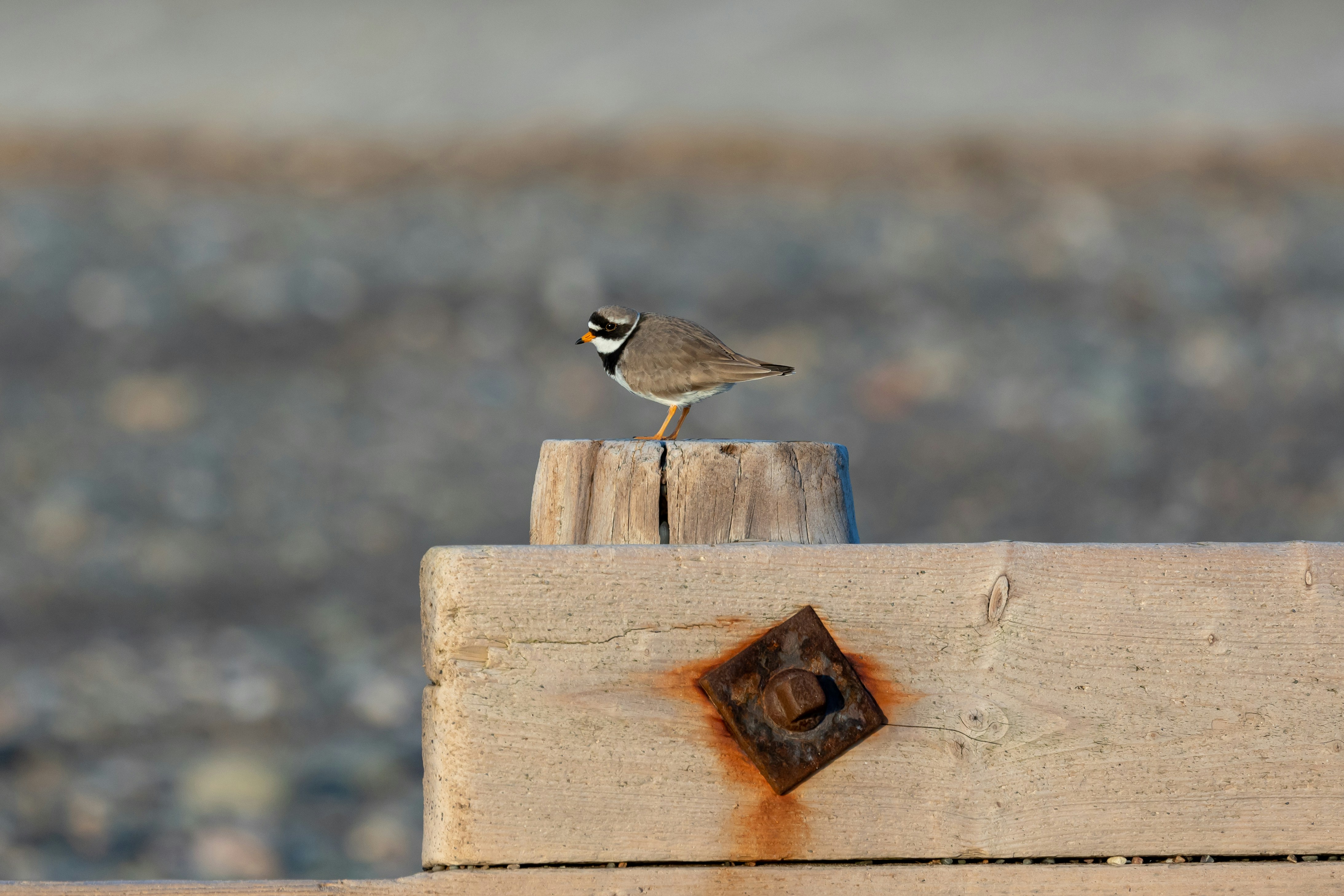 a small bird sitting on top of a wooden post