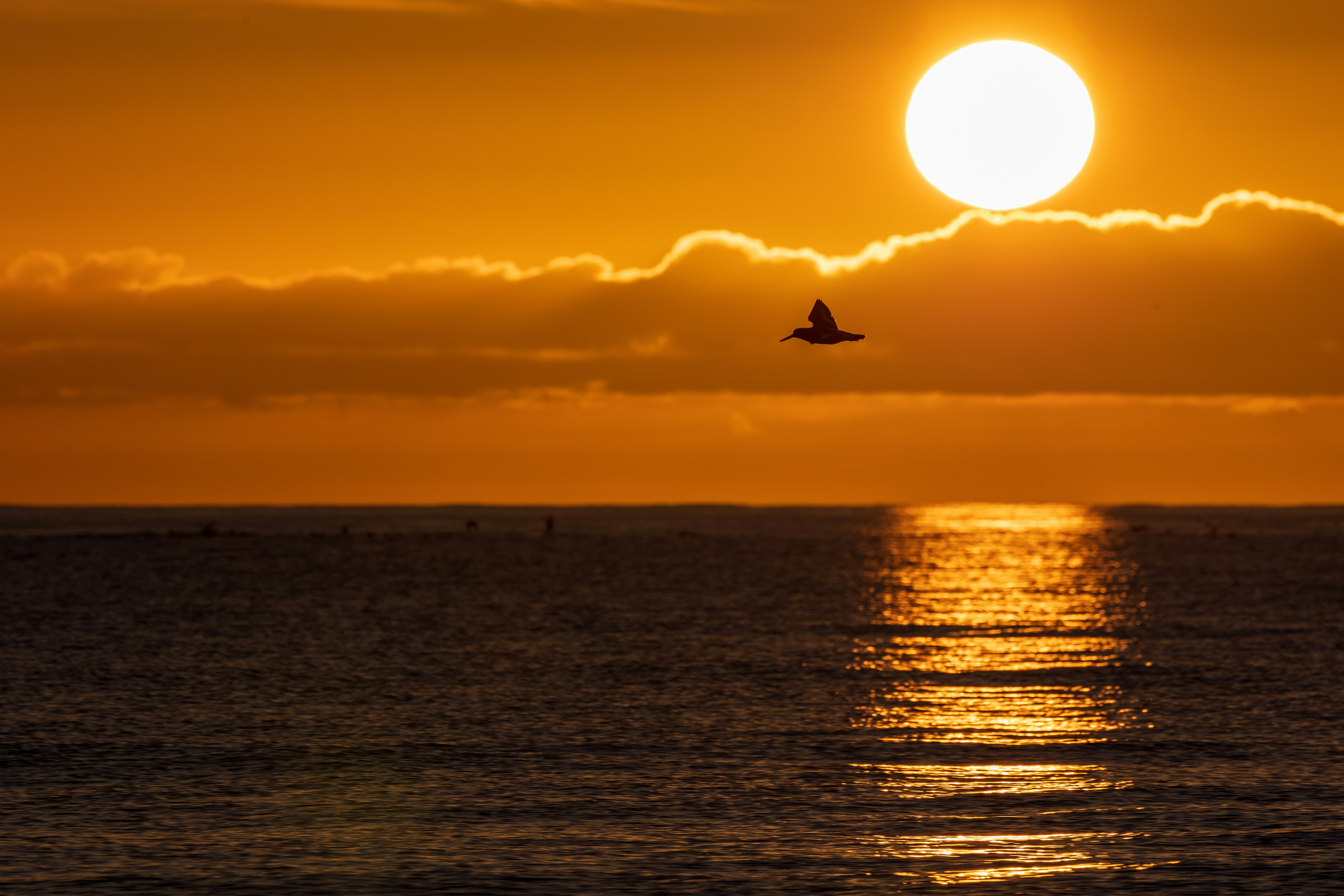 Sunlit Flight: A lone bird sails over a golden horizon at sunset