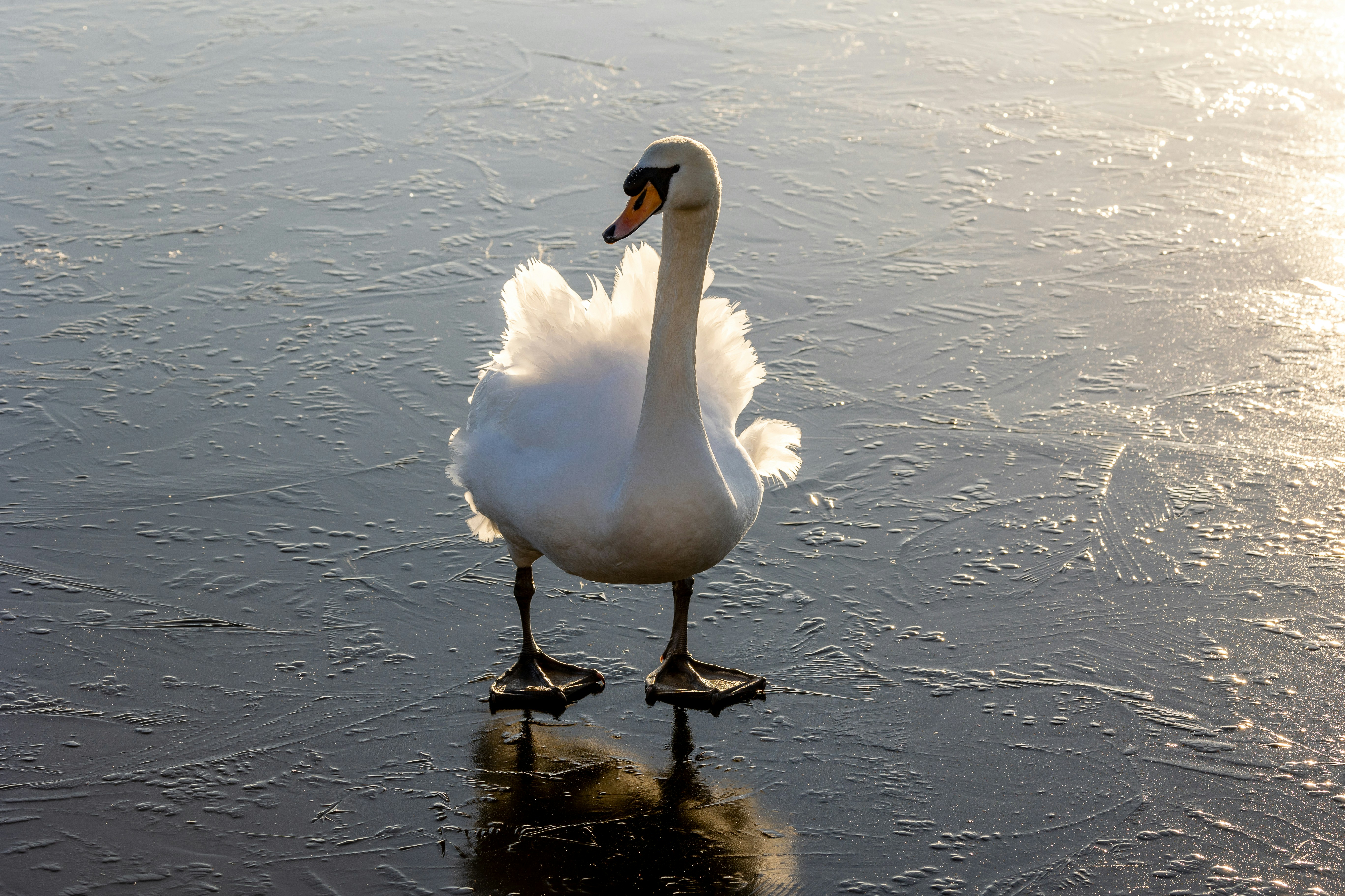 Gliding on Glass: Swan at a Frosted Lake