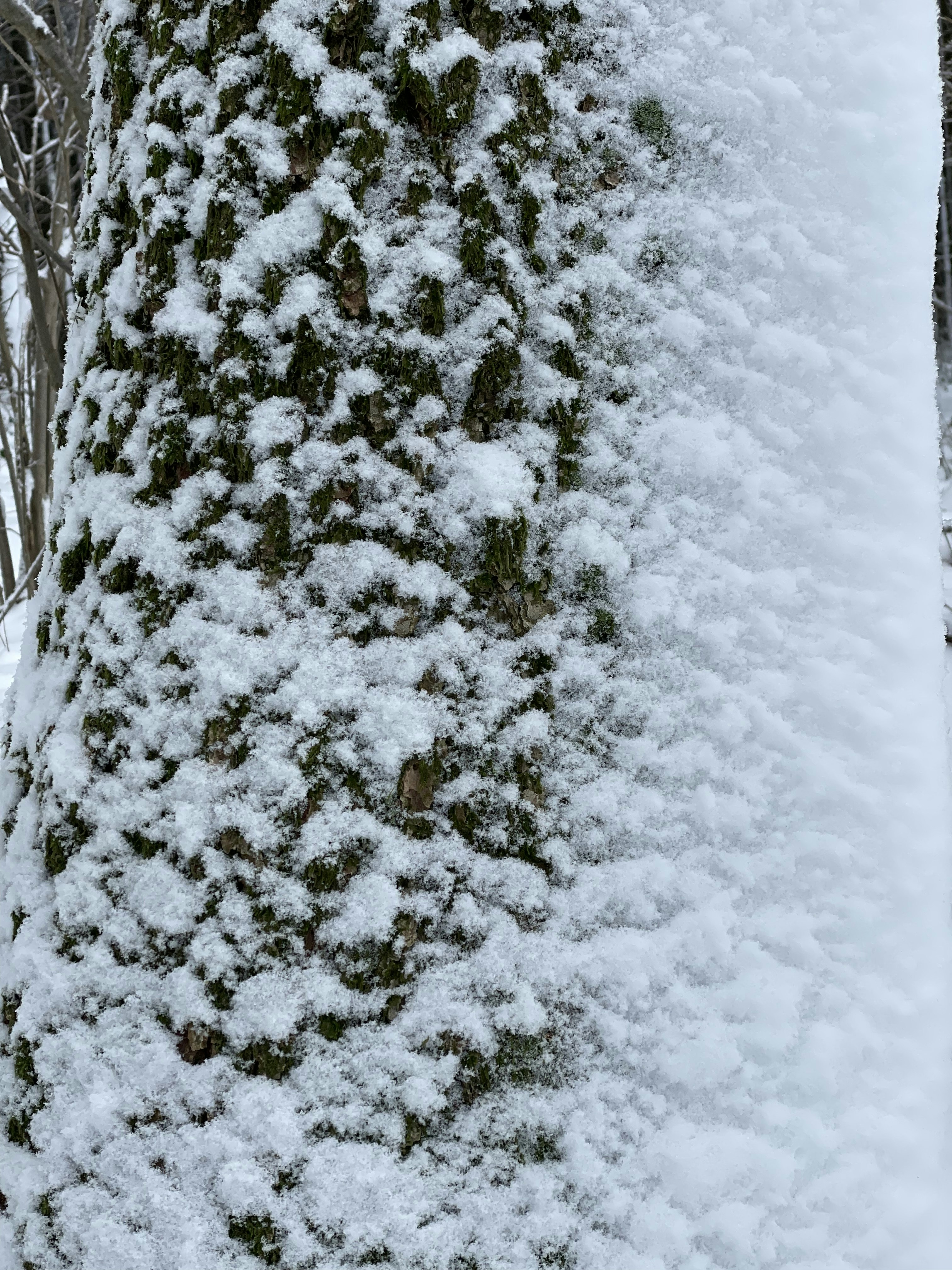 A tree covered in snow next to a forest photo – Free Land Image on Unsplash