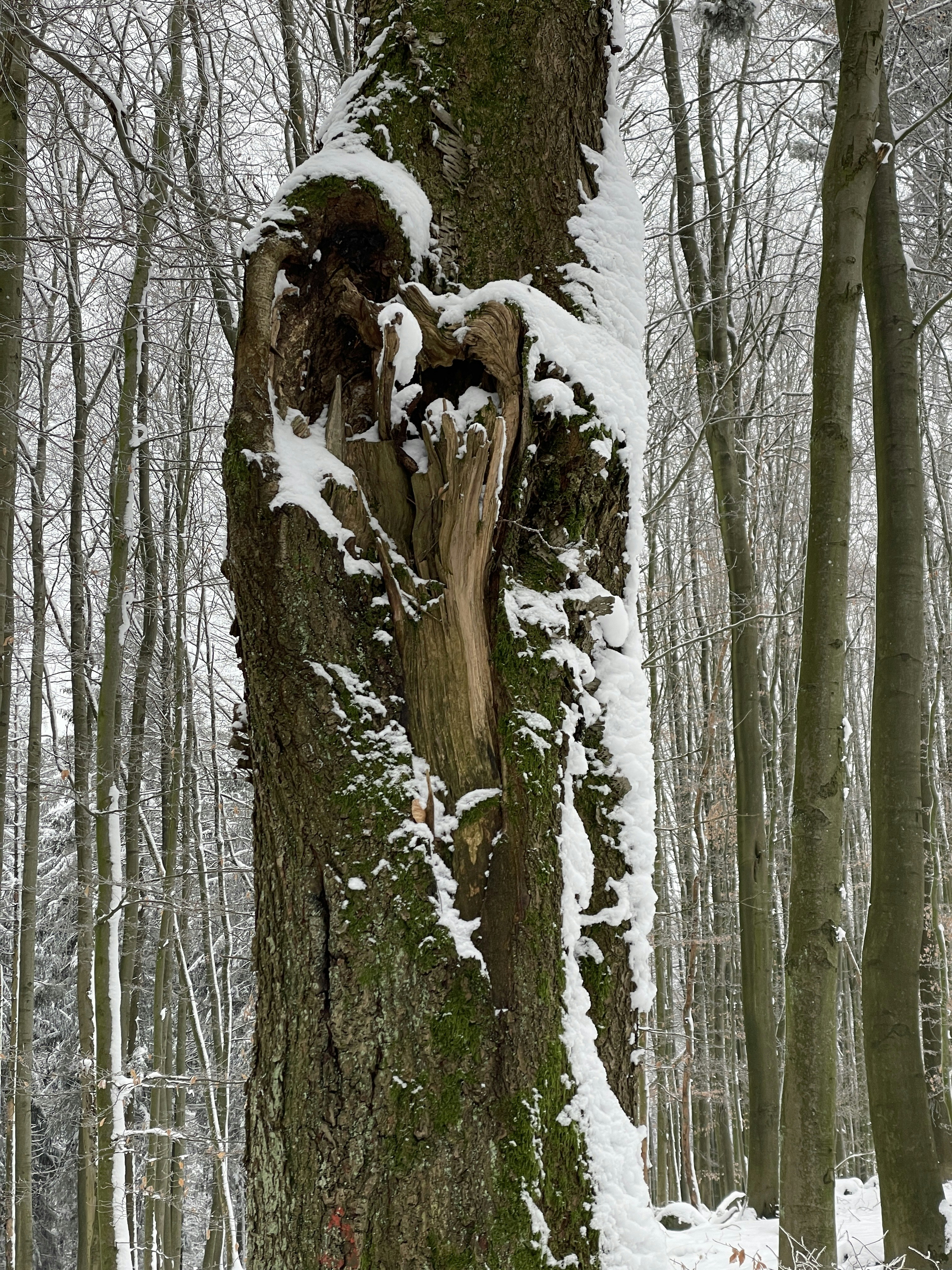 Winter's Wound: The Snow-Crested Split Trunk in a Quiet Forest