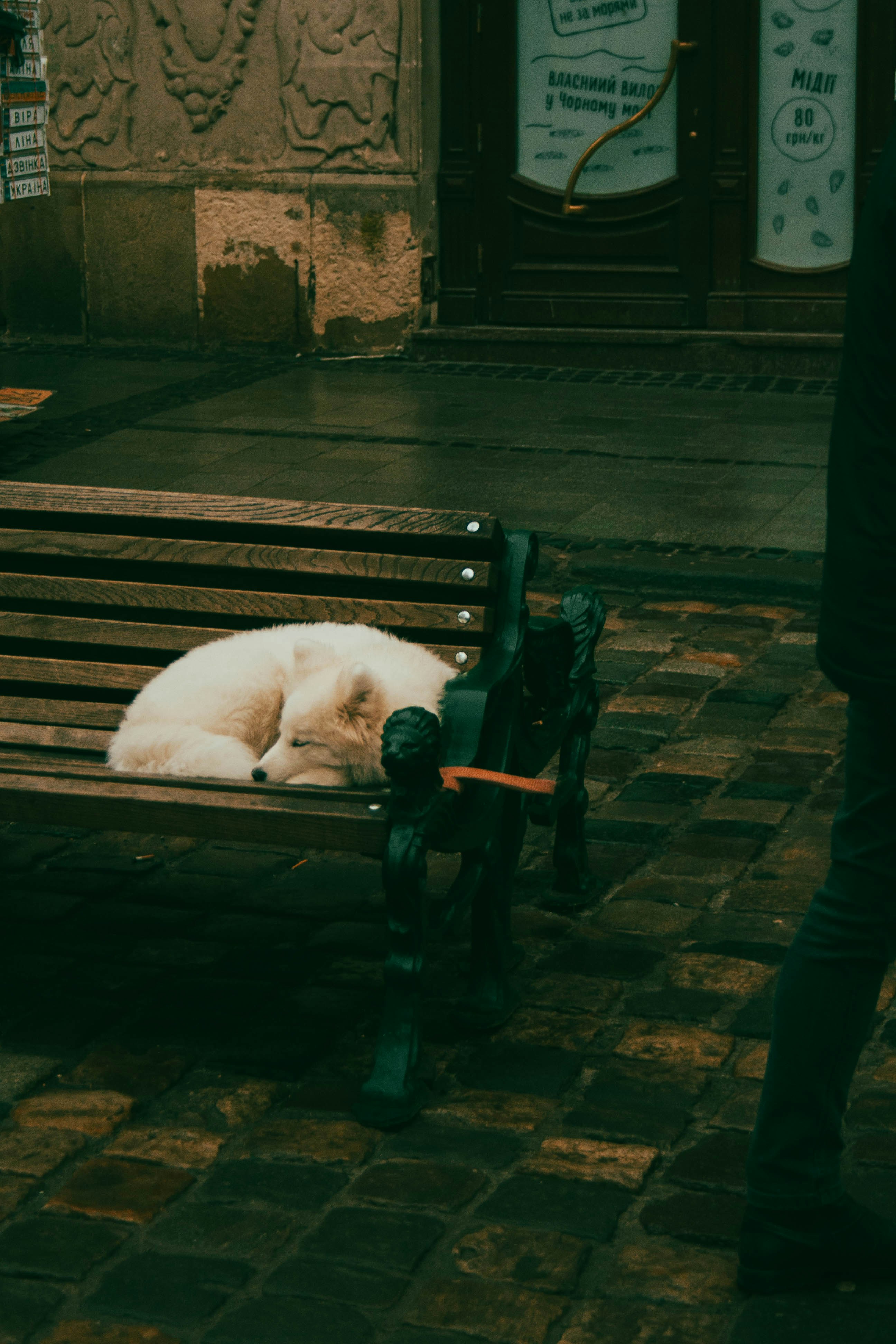 A fluffy white dog peacefully sleeping on a bench in a cobblestone street, surrounded by a muted urban backdrop.