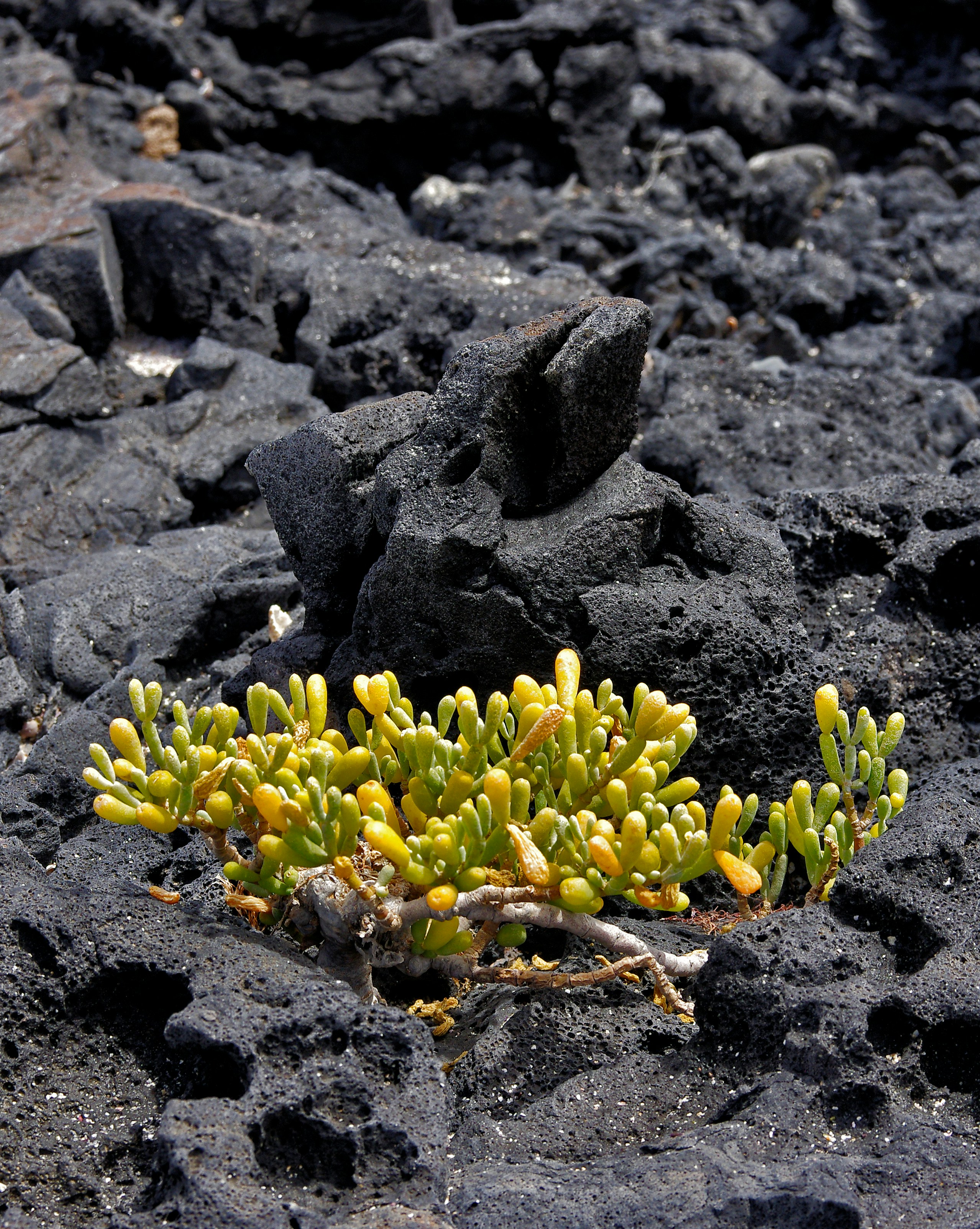 A small plant growing out of the rocks photo – Free Punta usaje Image ...