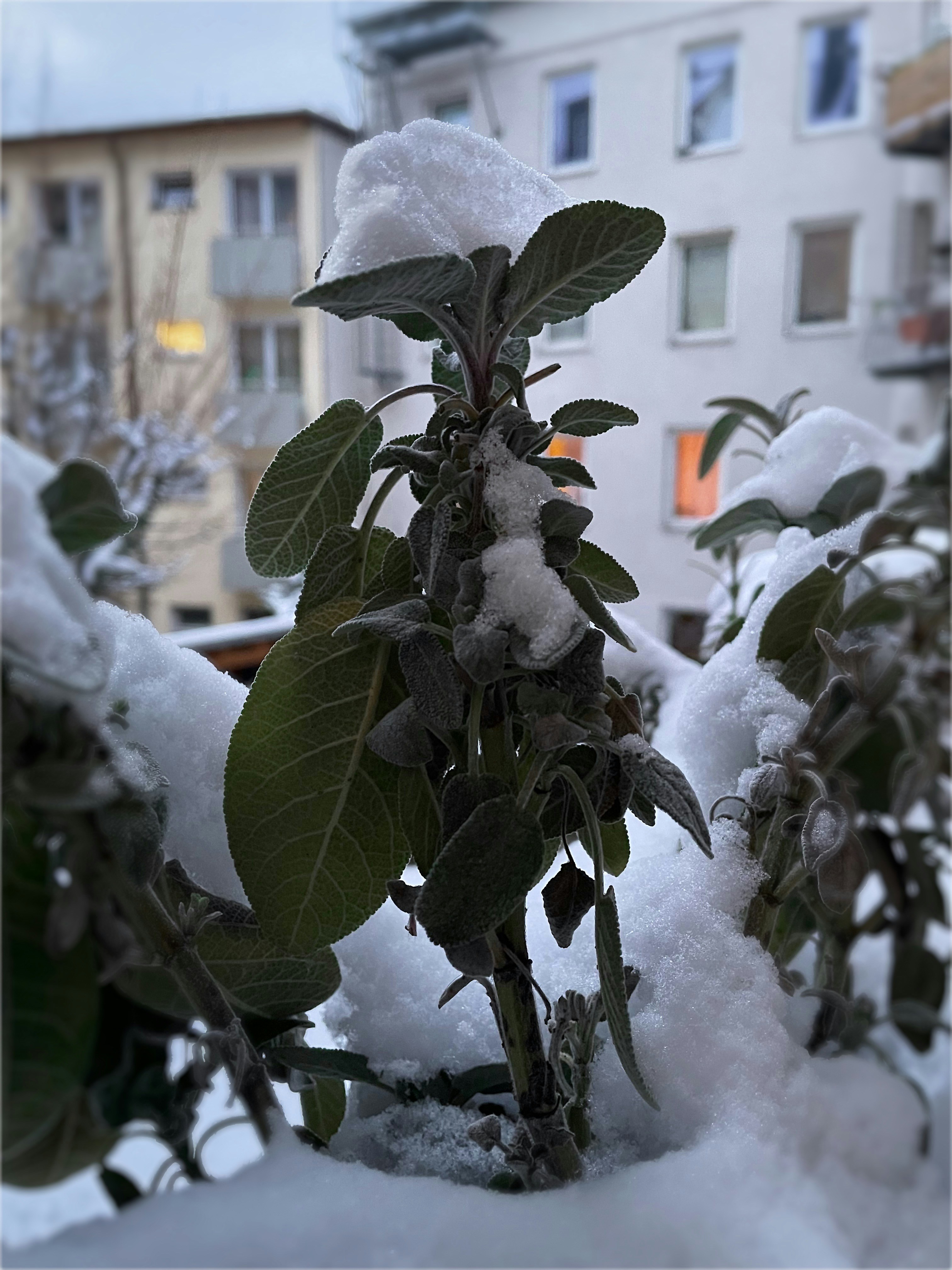 Snow photo shot on Apple iPhone 12 mini