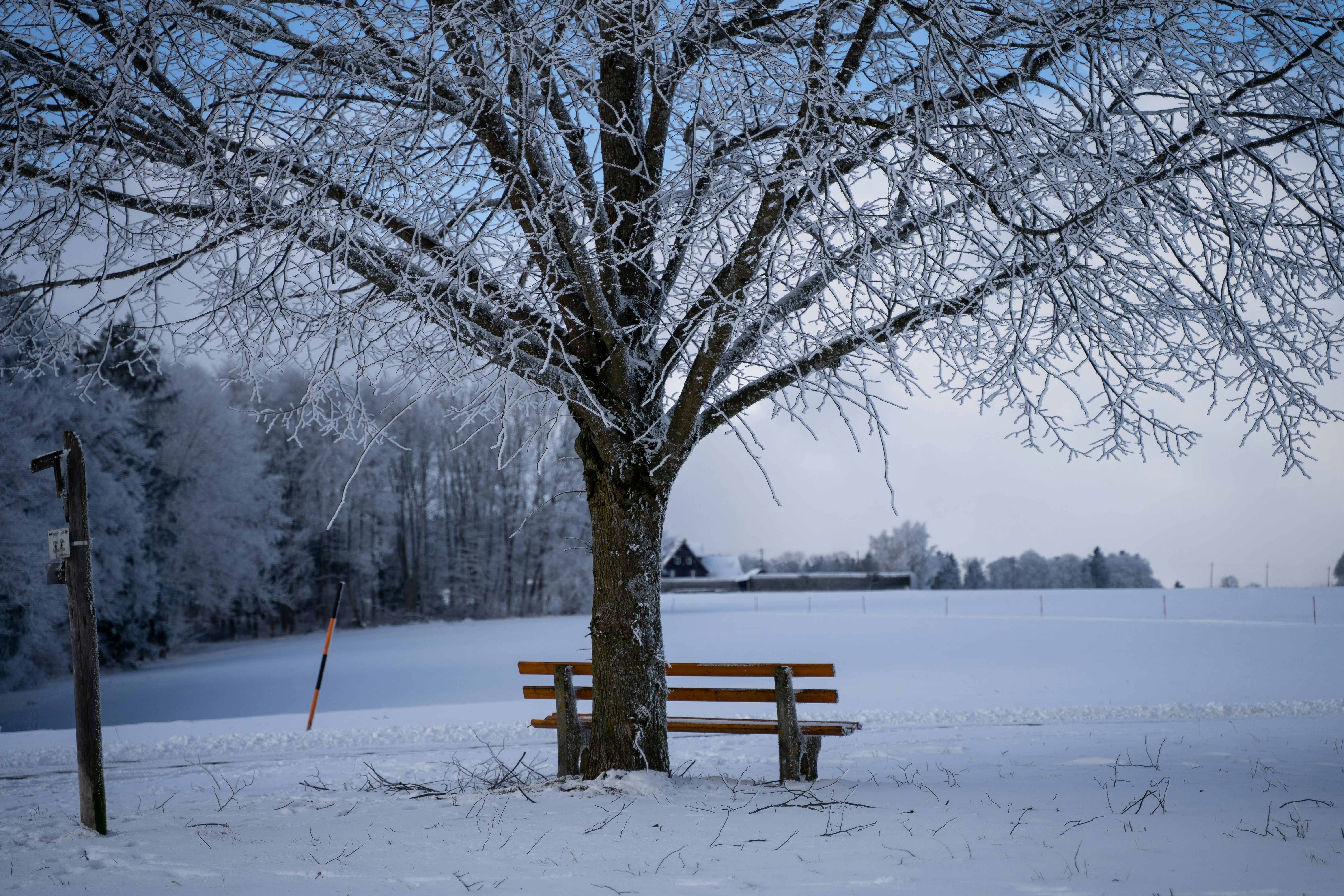 a bench under a tree in a snowy field