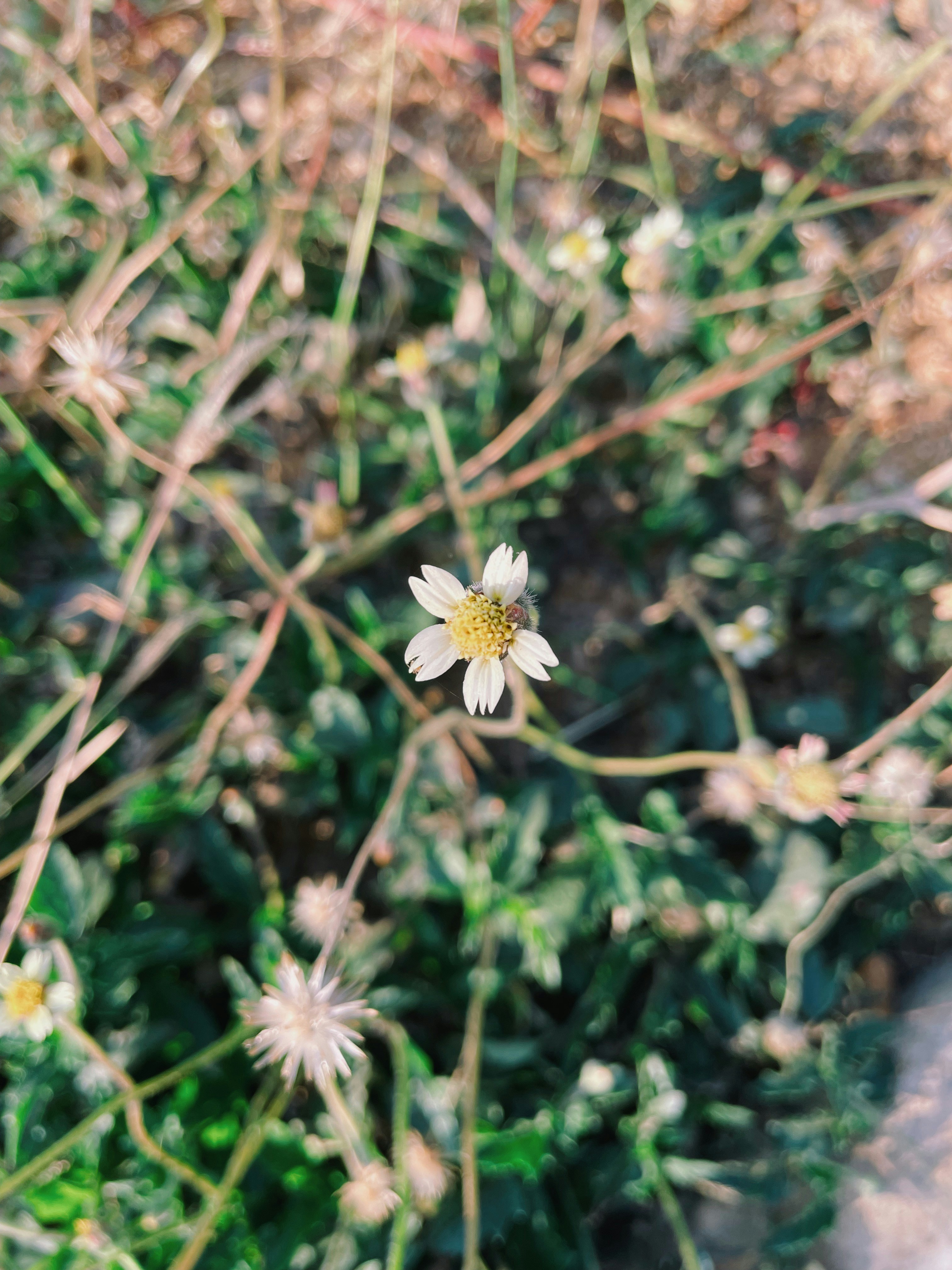 Lone Daisy Bloom Surrounded by Tangled Garden Stems