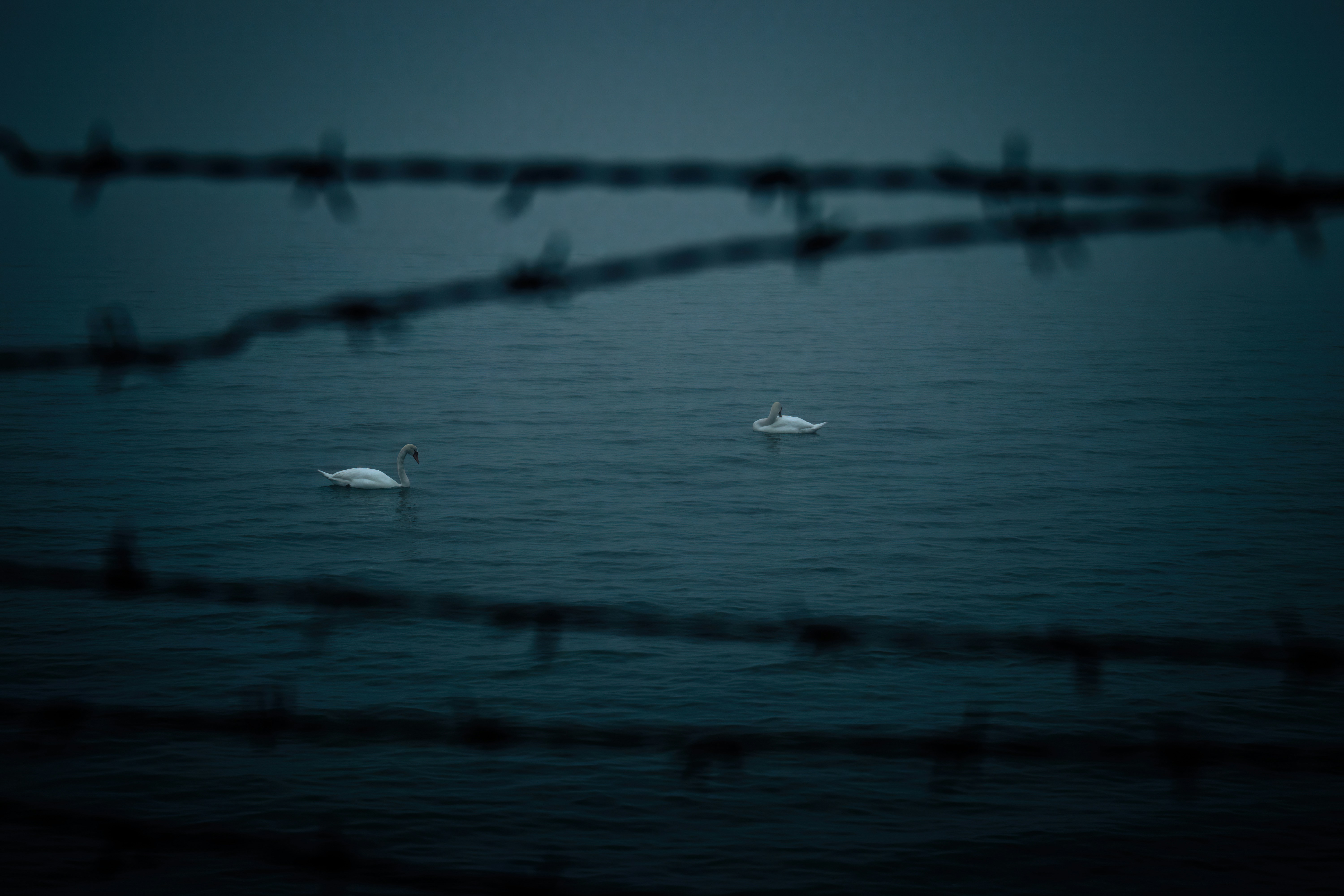Un couple de cygnes flottant au-dessus d’un plan d’eau photo – Photo ...
