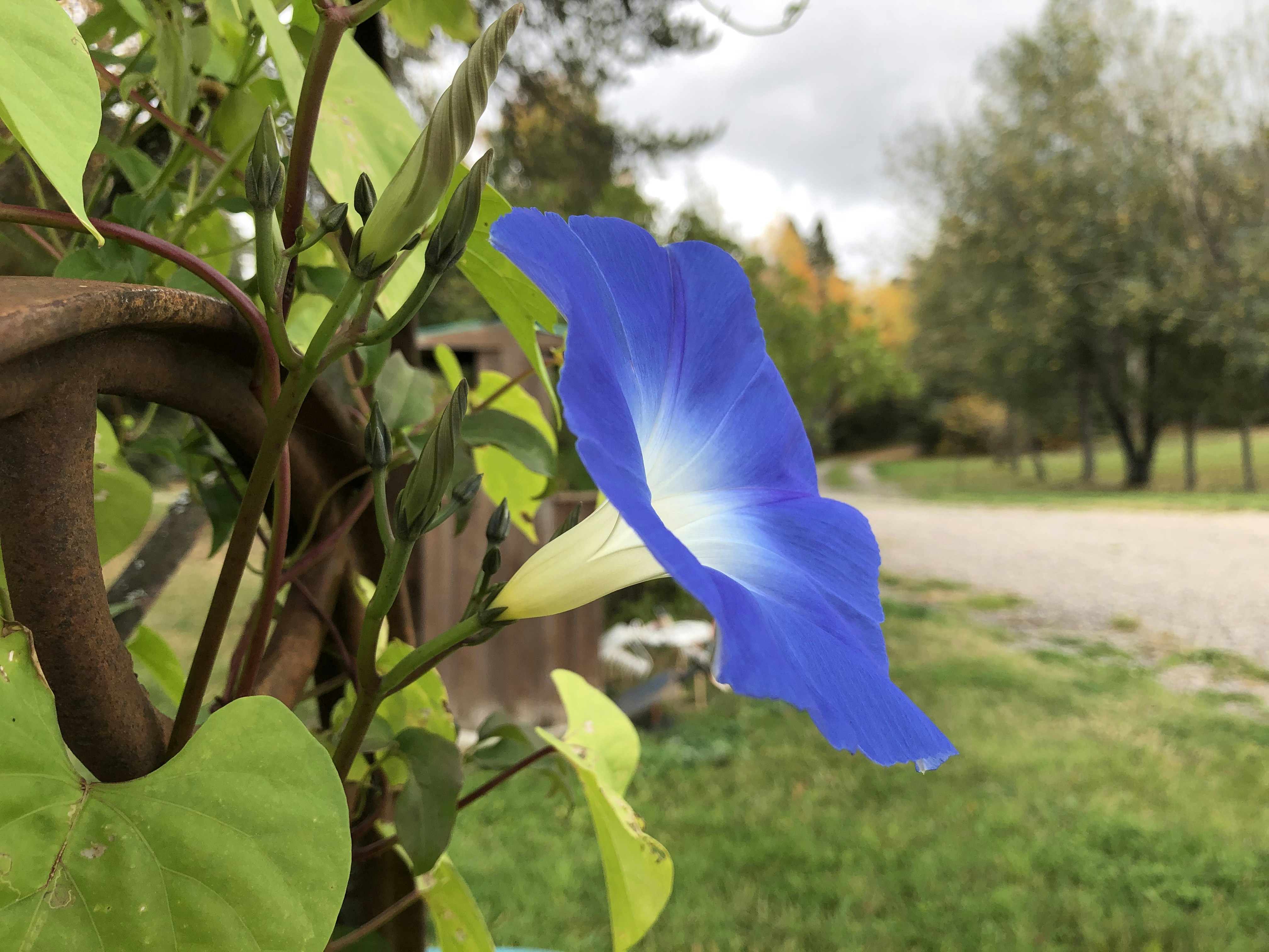 Azure Morning Glory Clings to a Rustic Fence Amid a Quiet Garden Path