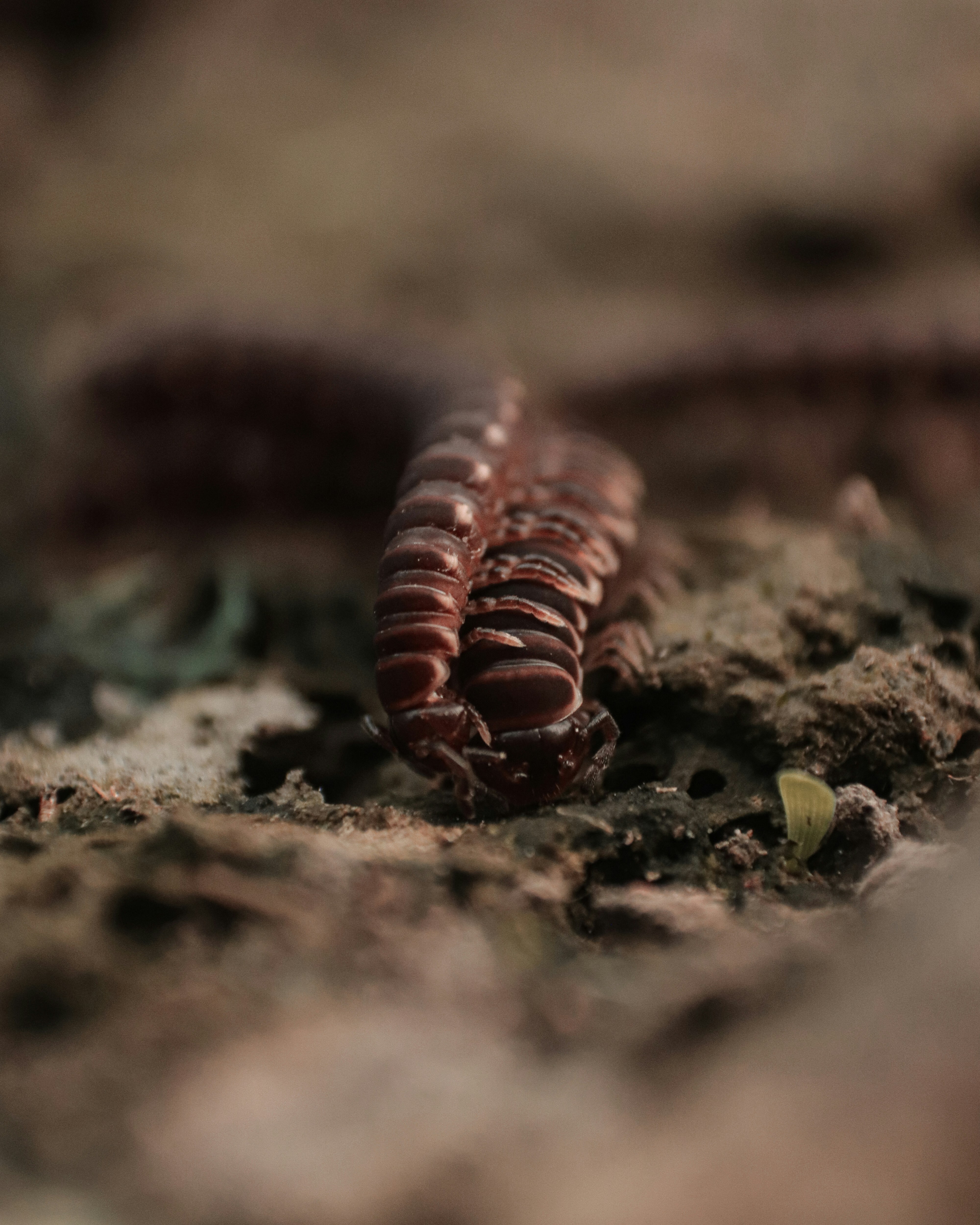 Centered Fern-Scaled Fossil: A Macro Moment in Soil
